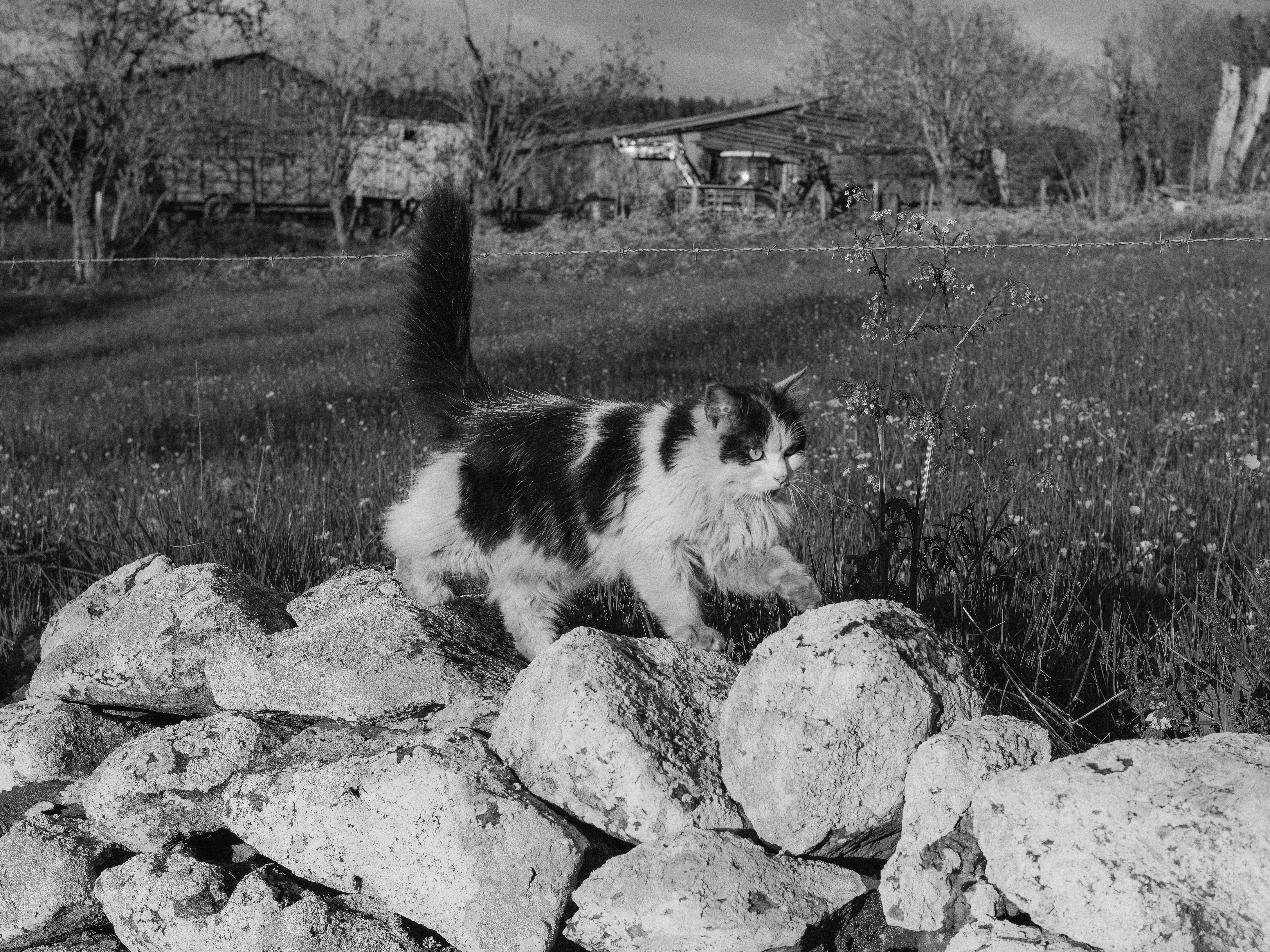 Patchwork of Field and Feline: A Cat on Stones