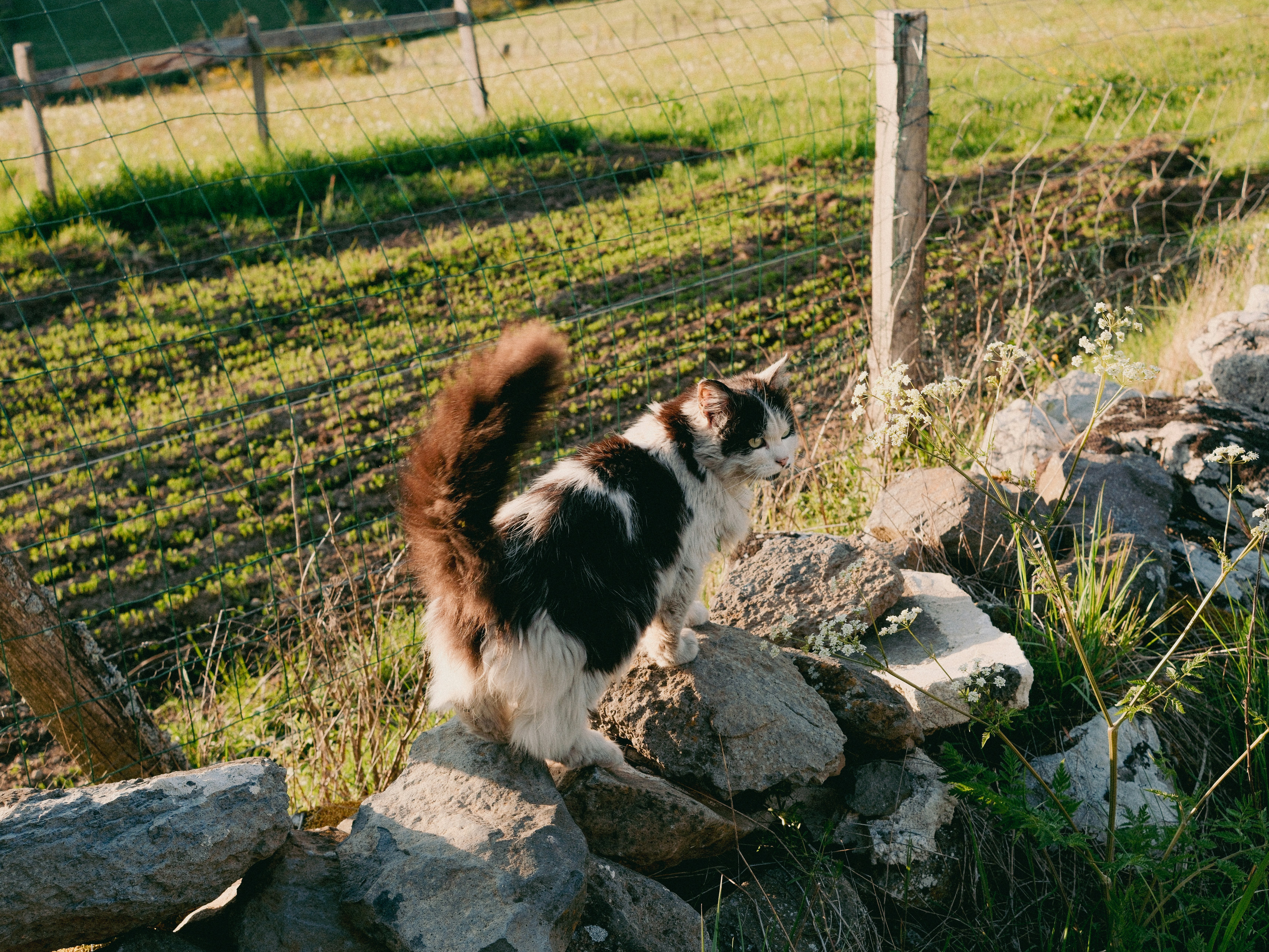 Ridgewalker: a curious cat perches along sunlit stones
