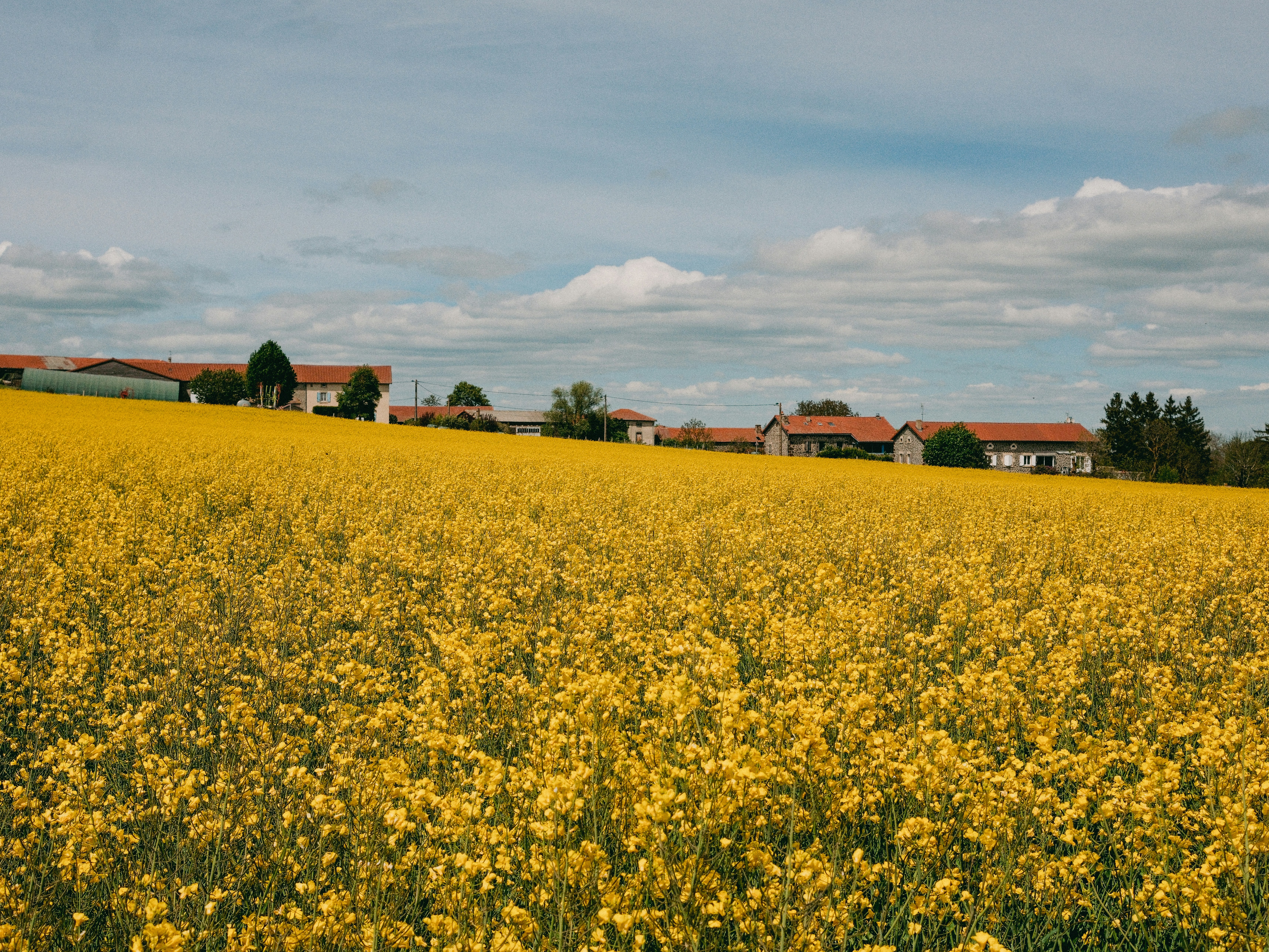Golden Canopy: A Row of Houses Over a Sea of Canola