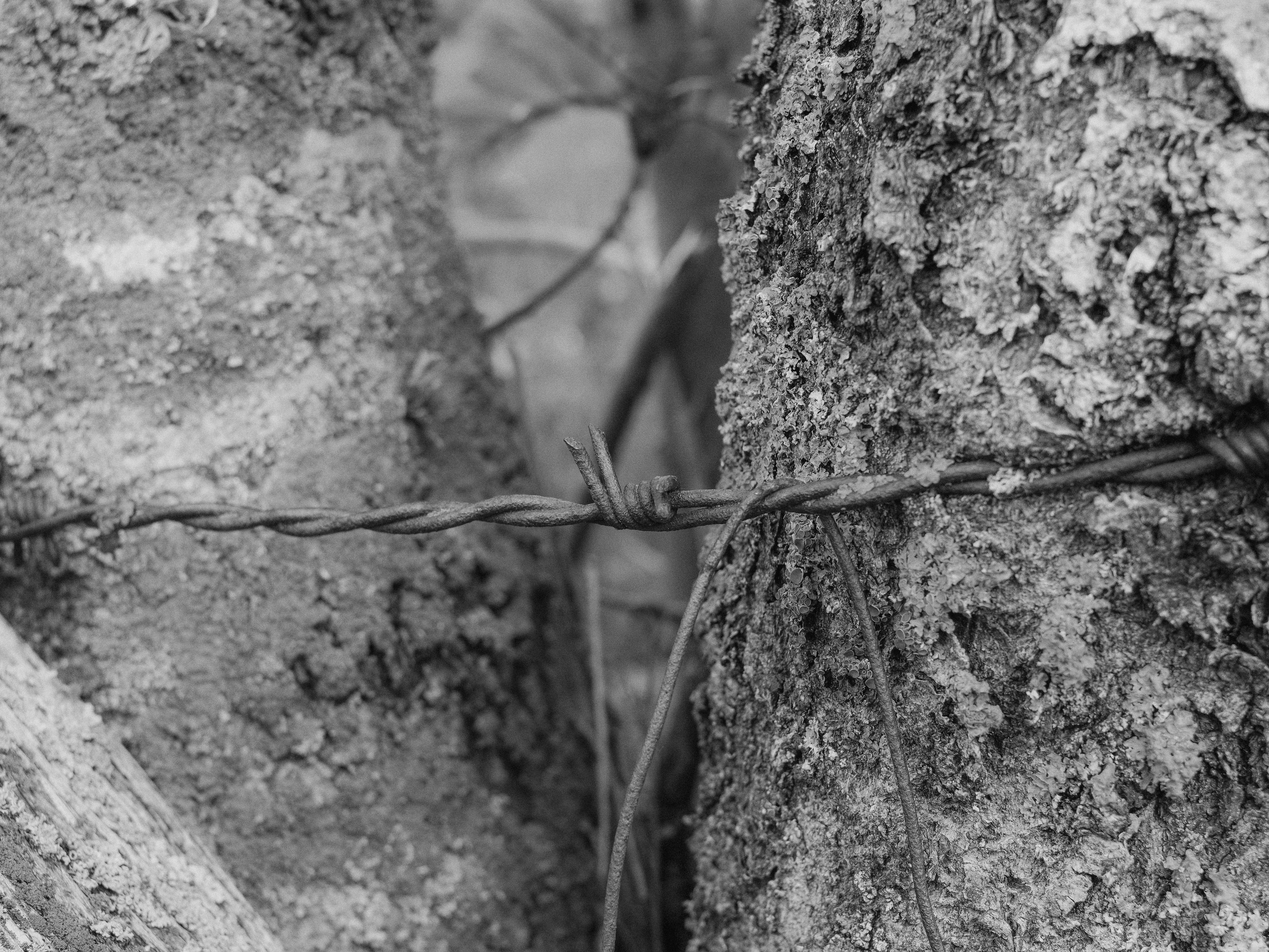 Barbed Barrier through Bark: A Moment of Tension