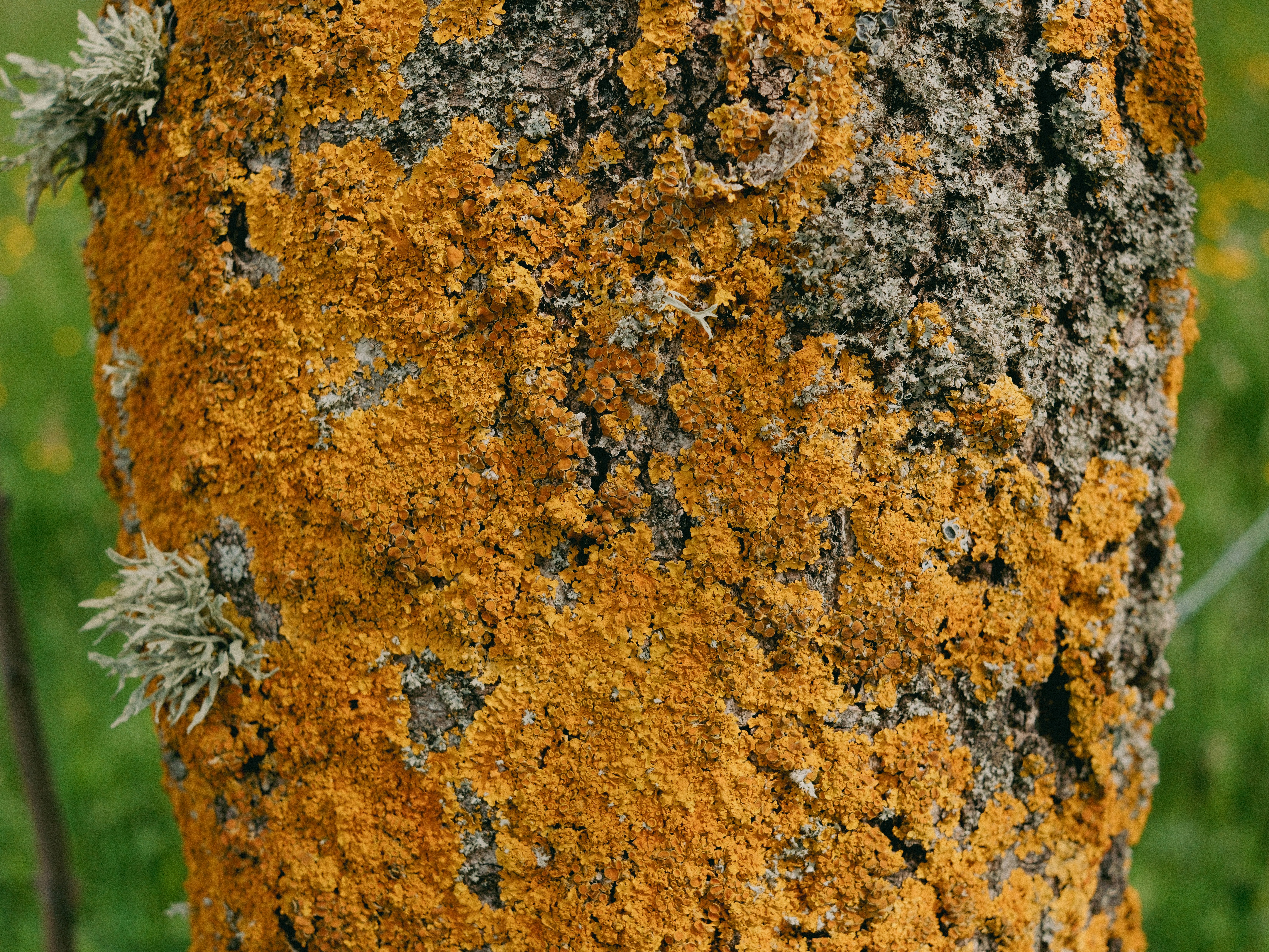 Lichen Mosaic on a Bark Stump