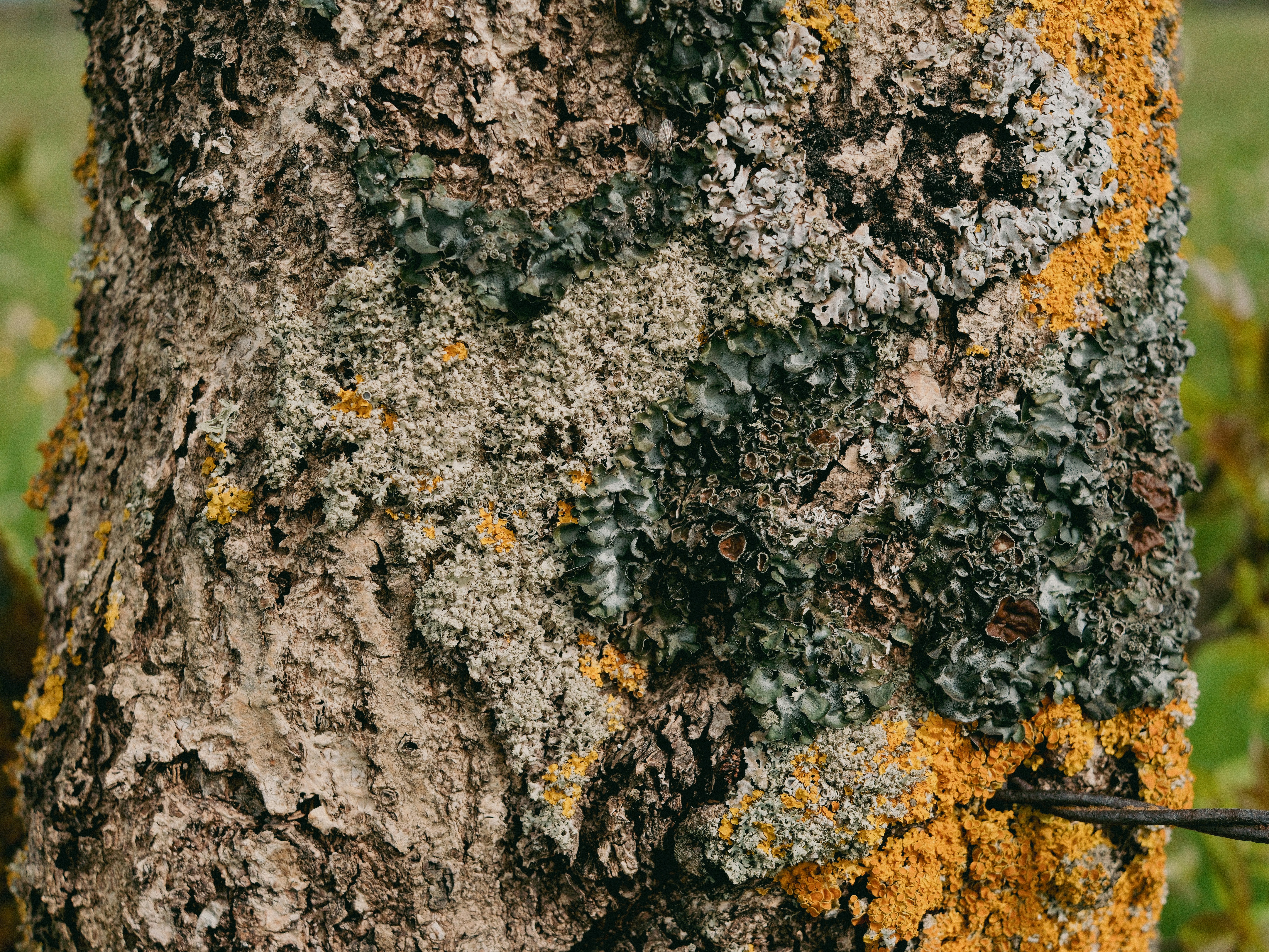Moss and Lichen Canvas on Weathered Bark