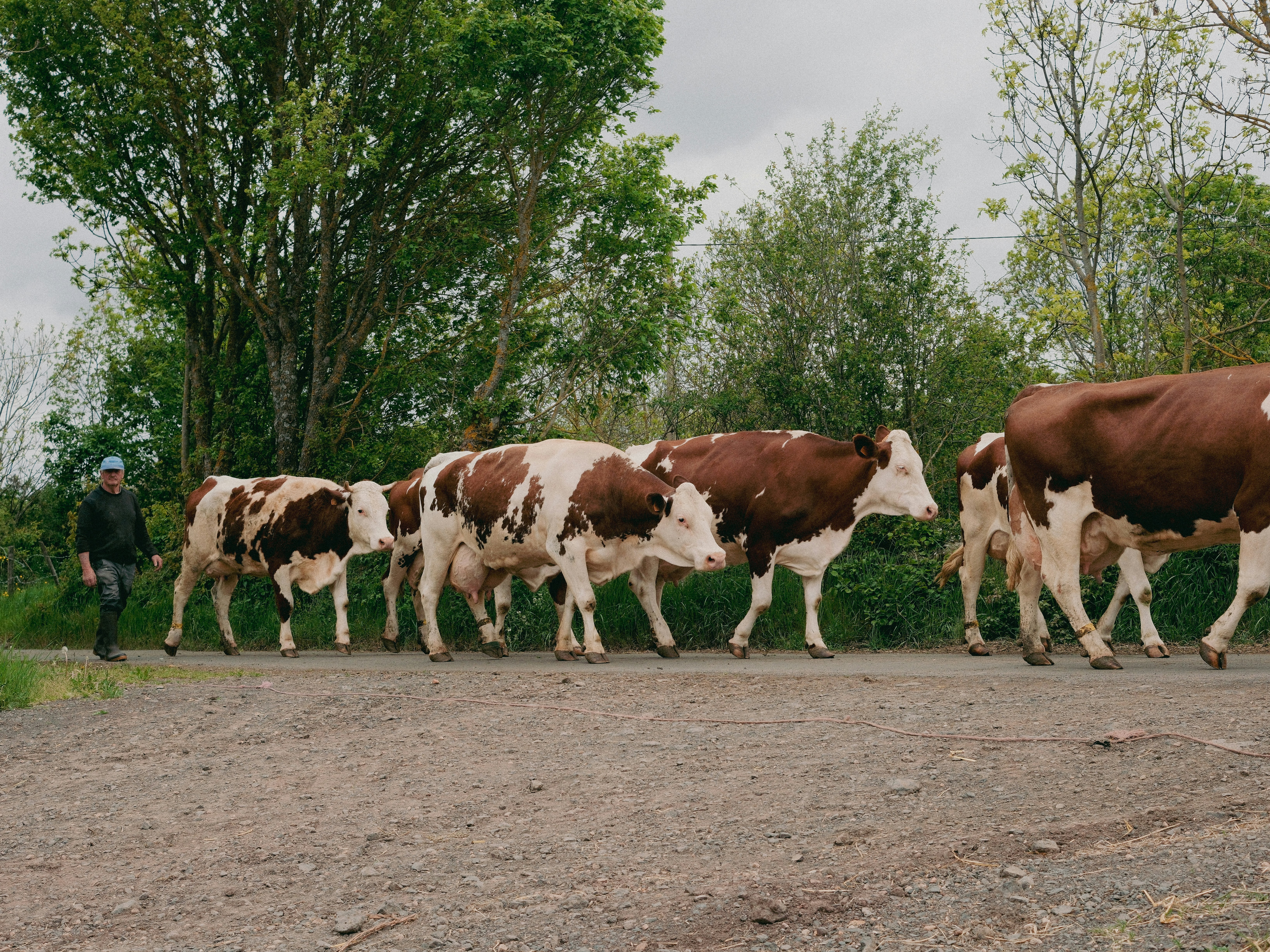 Herd on a Rural Road Guided by a Lone Herder