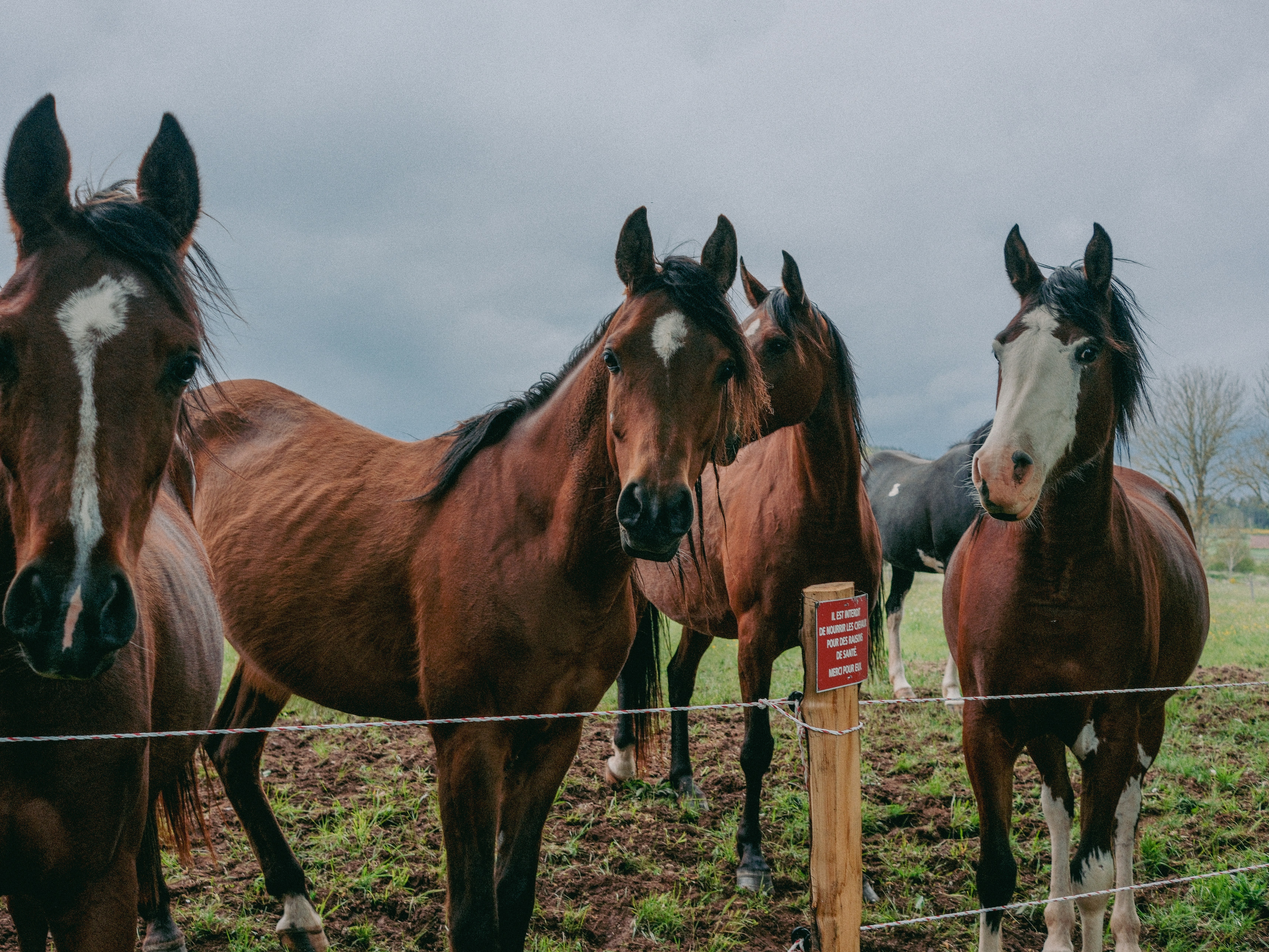 Three Chestnut Companions at the Fence