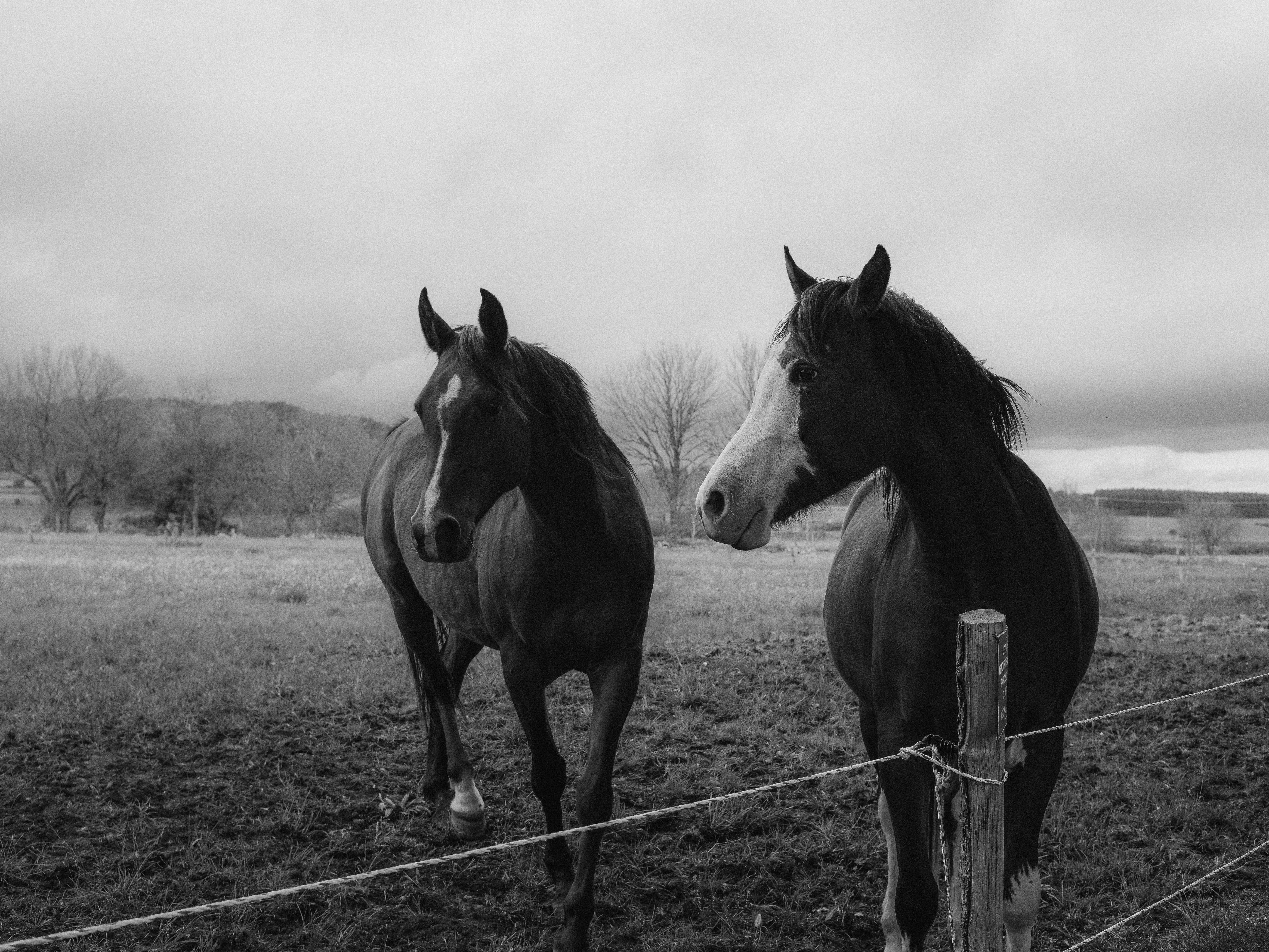Two Grazing Spirits: A Quiet Moment in the Field