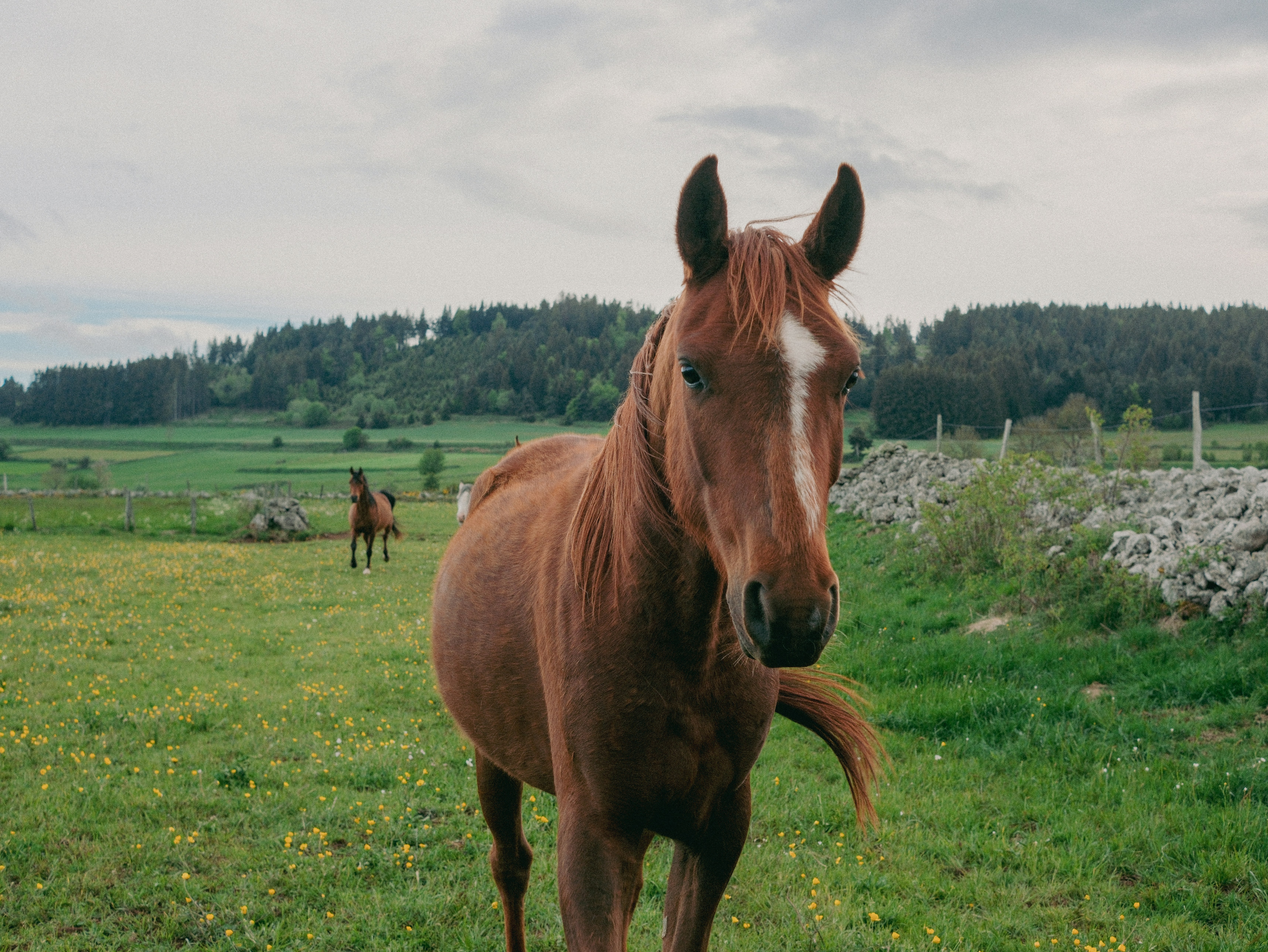 Chestnut Horse in a Rolling Meadow with Distant Herd