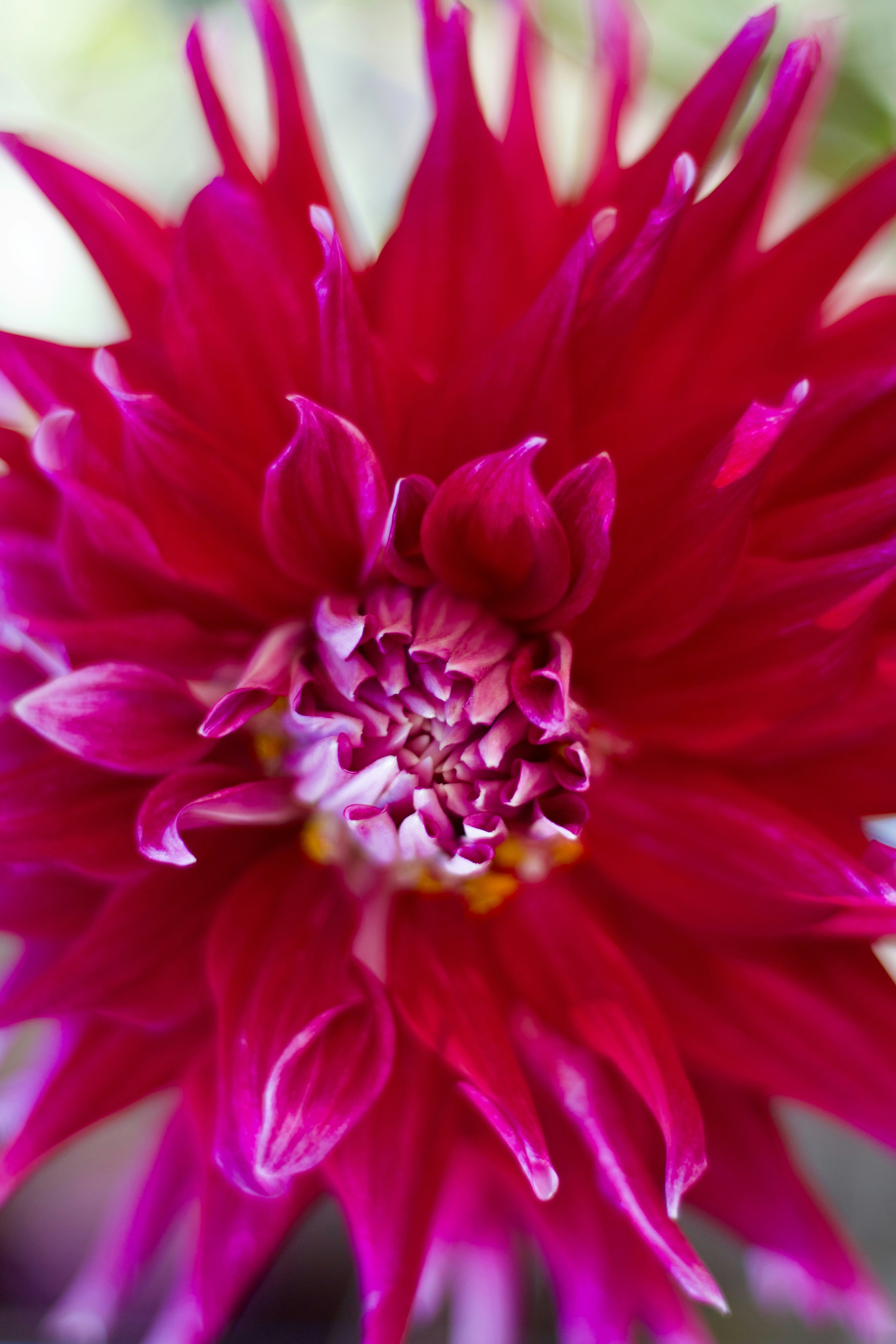 Crimson Core: A Macro Bloom of Magenta Petals