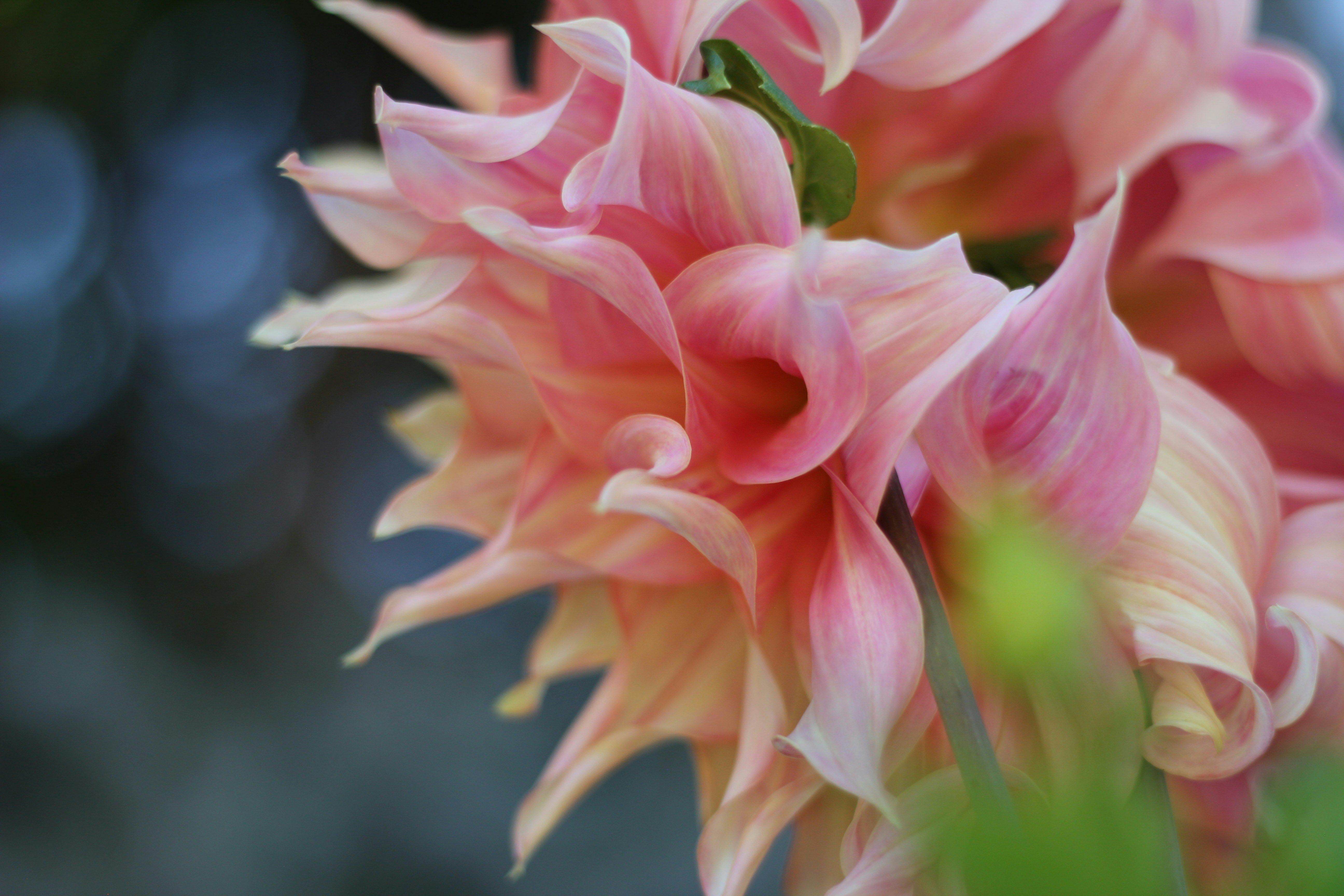Petals in Soft Focus: A Close-Up of Coral-Blush Dahlias