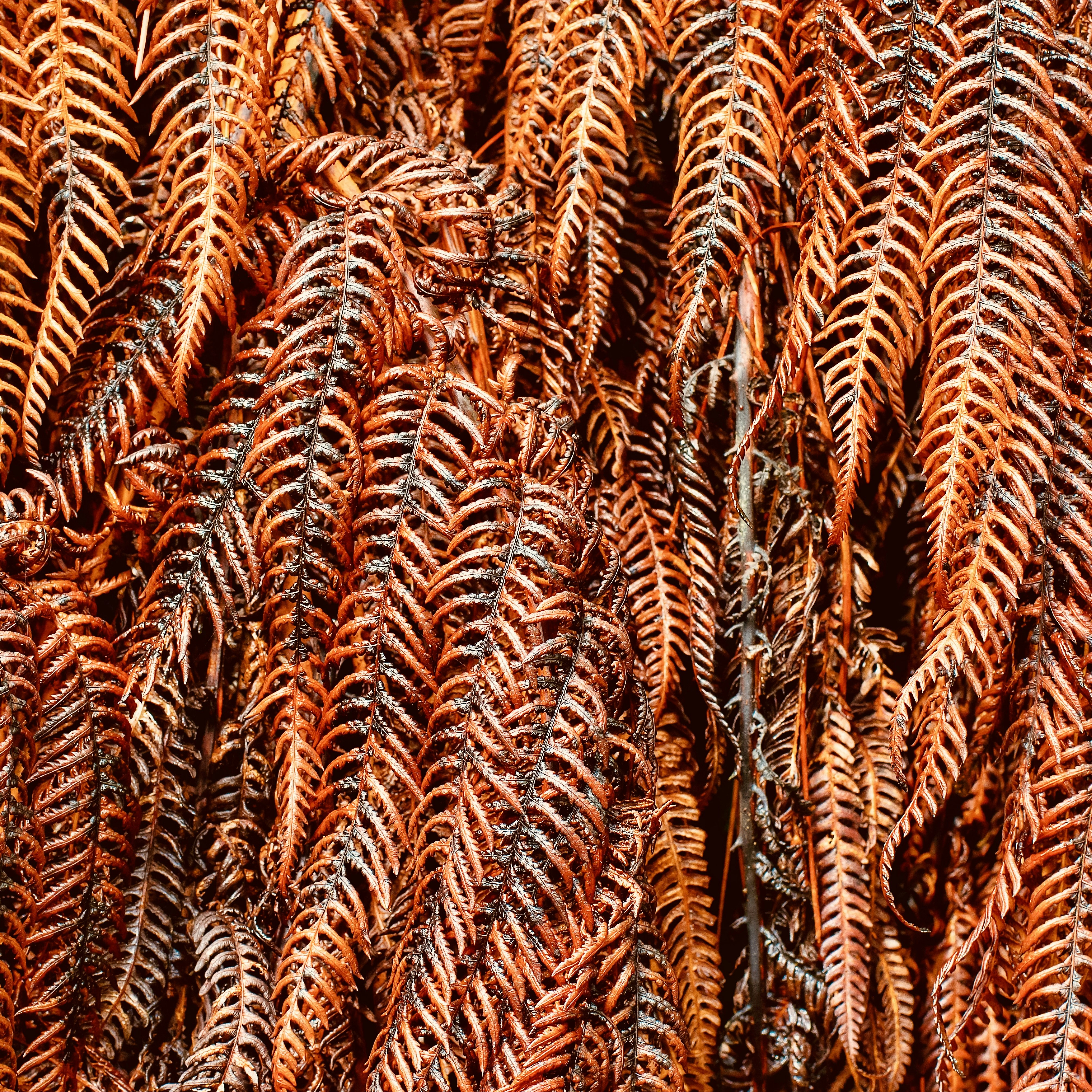 Burnished Fern Tangle: Autumn Threads of Copper and Ink