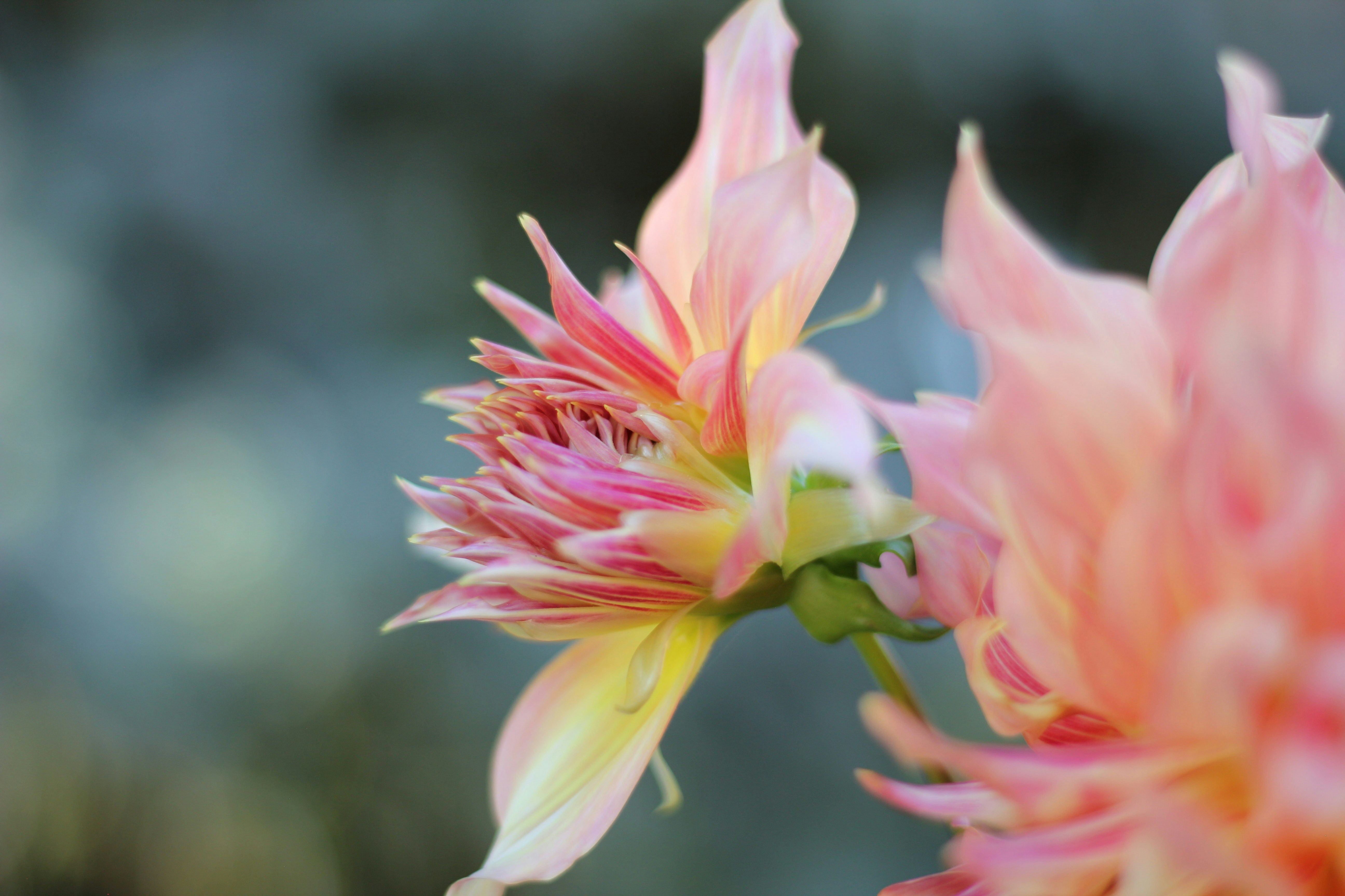 Petals in Focus: a Soft-close Bloom Then Blur