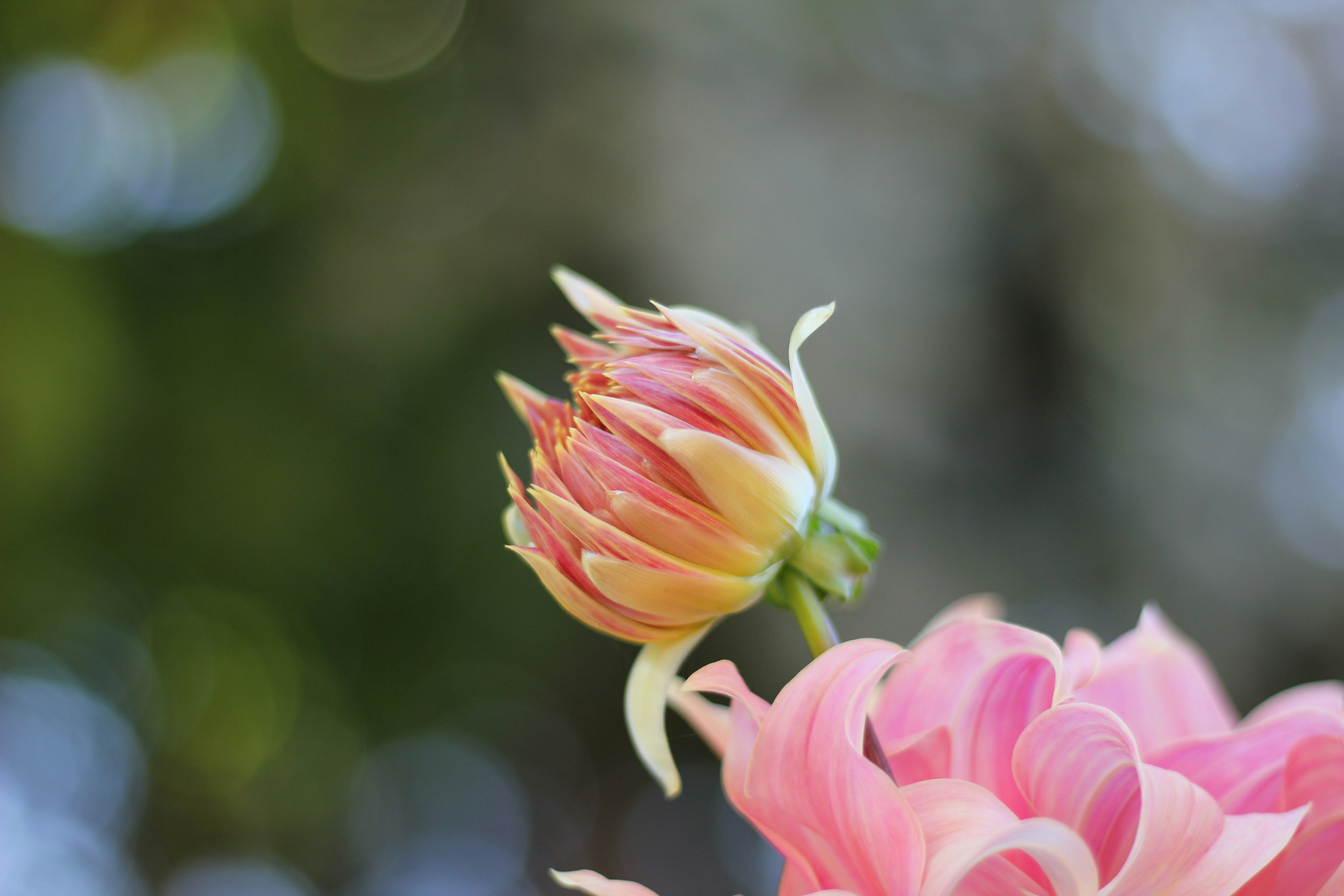Close-up Bloom: A Bud Reaches for Morning Light
