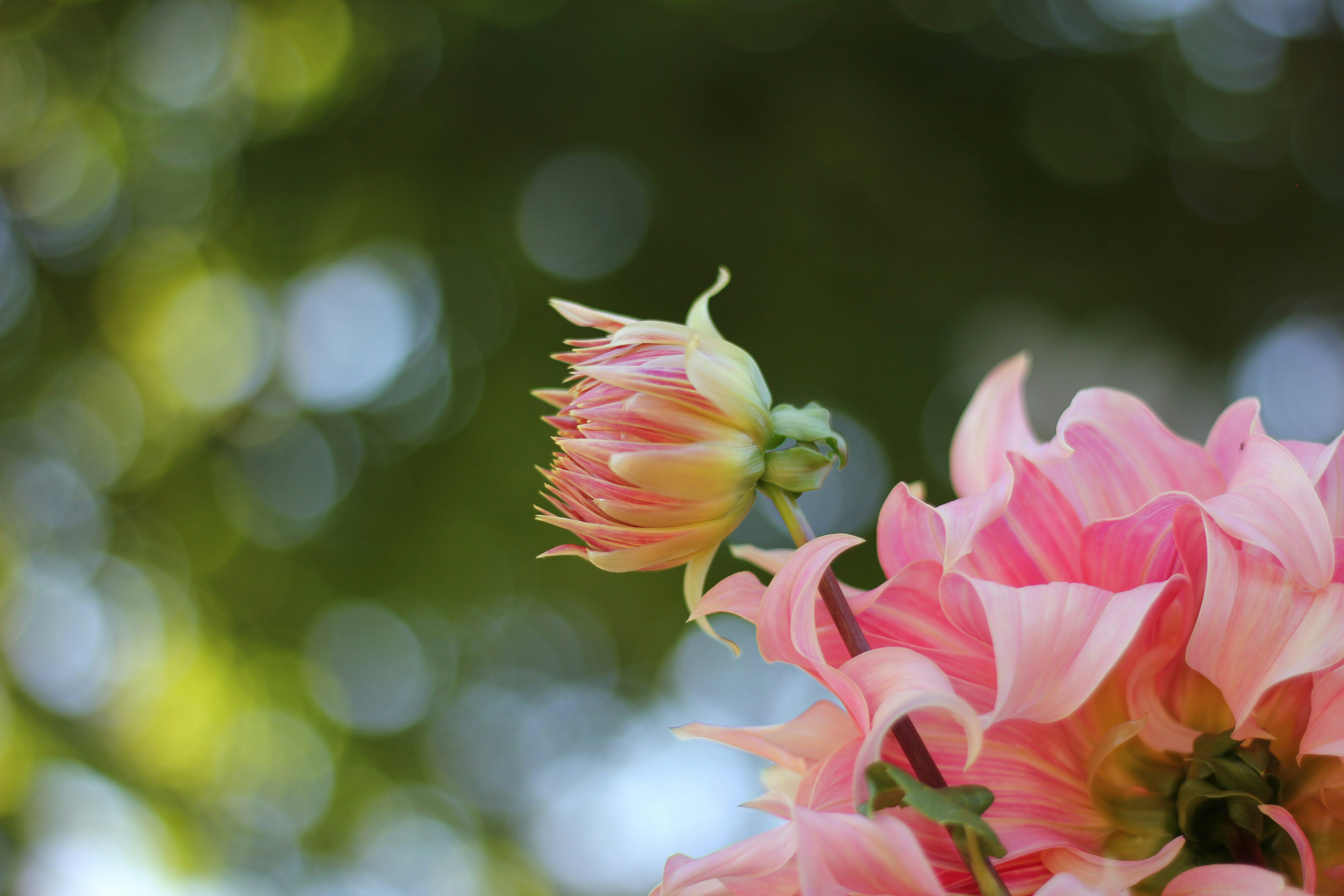 Petaled Promise: A Pink Bud Reaching Toward Spring Light