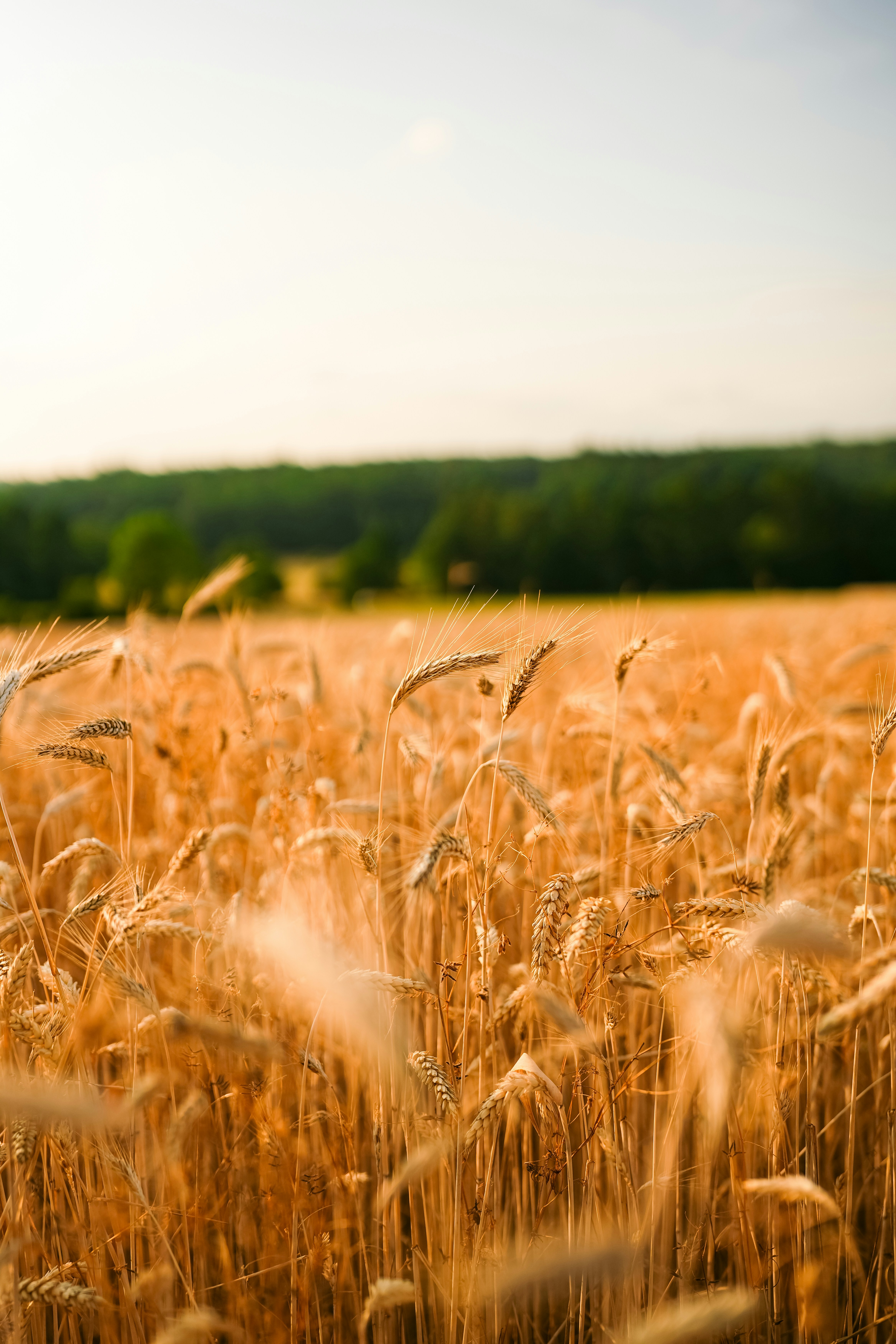 Golden Field at Dusk: A Calm Span of Wheat and Distant Trees