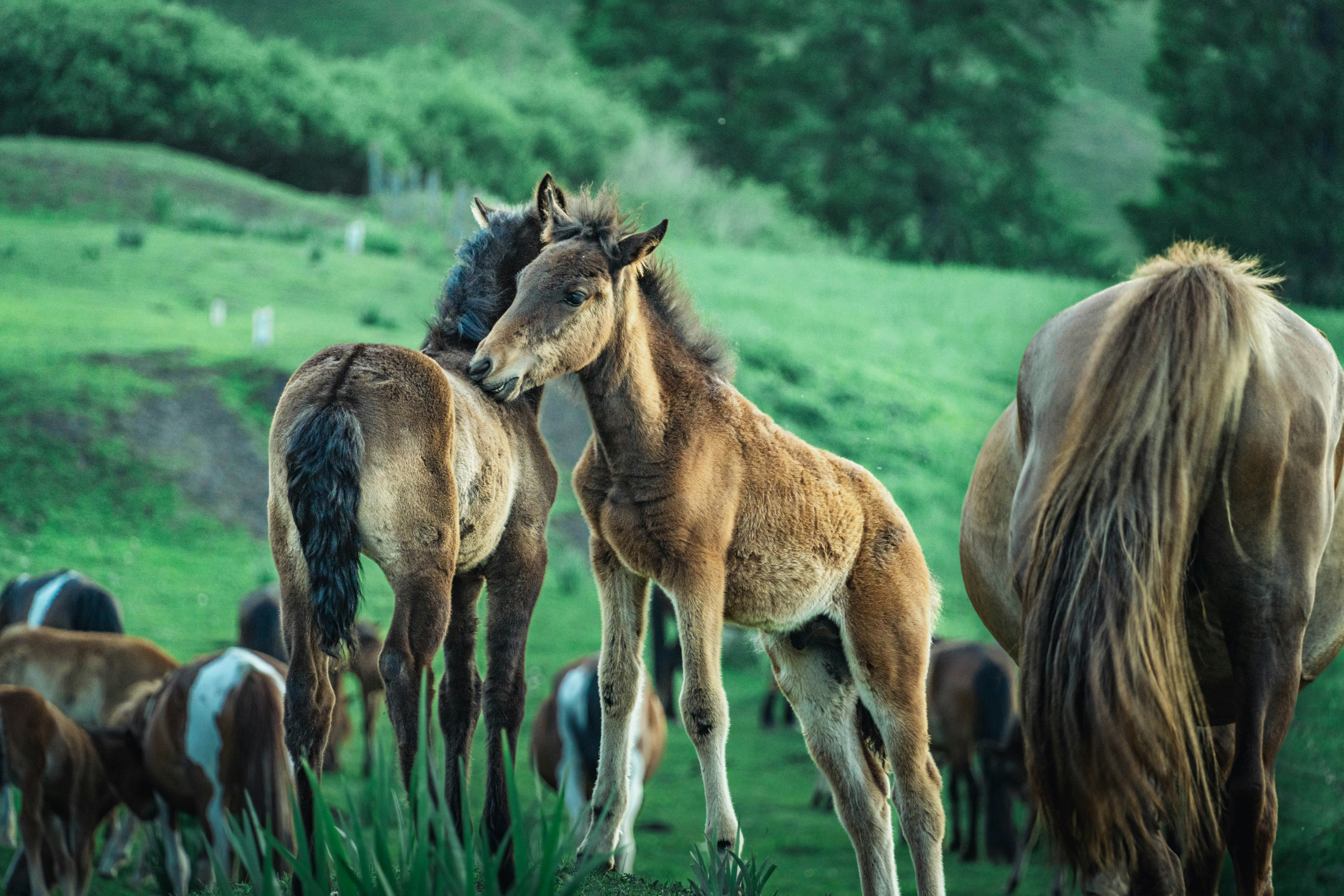 Horses in a Verdant Meadow: A Moment of Quiet Portraiture