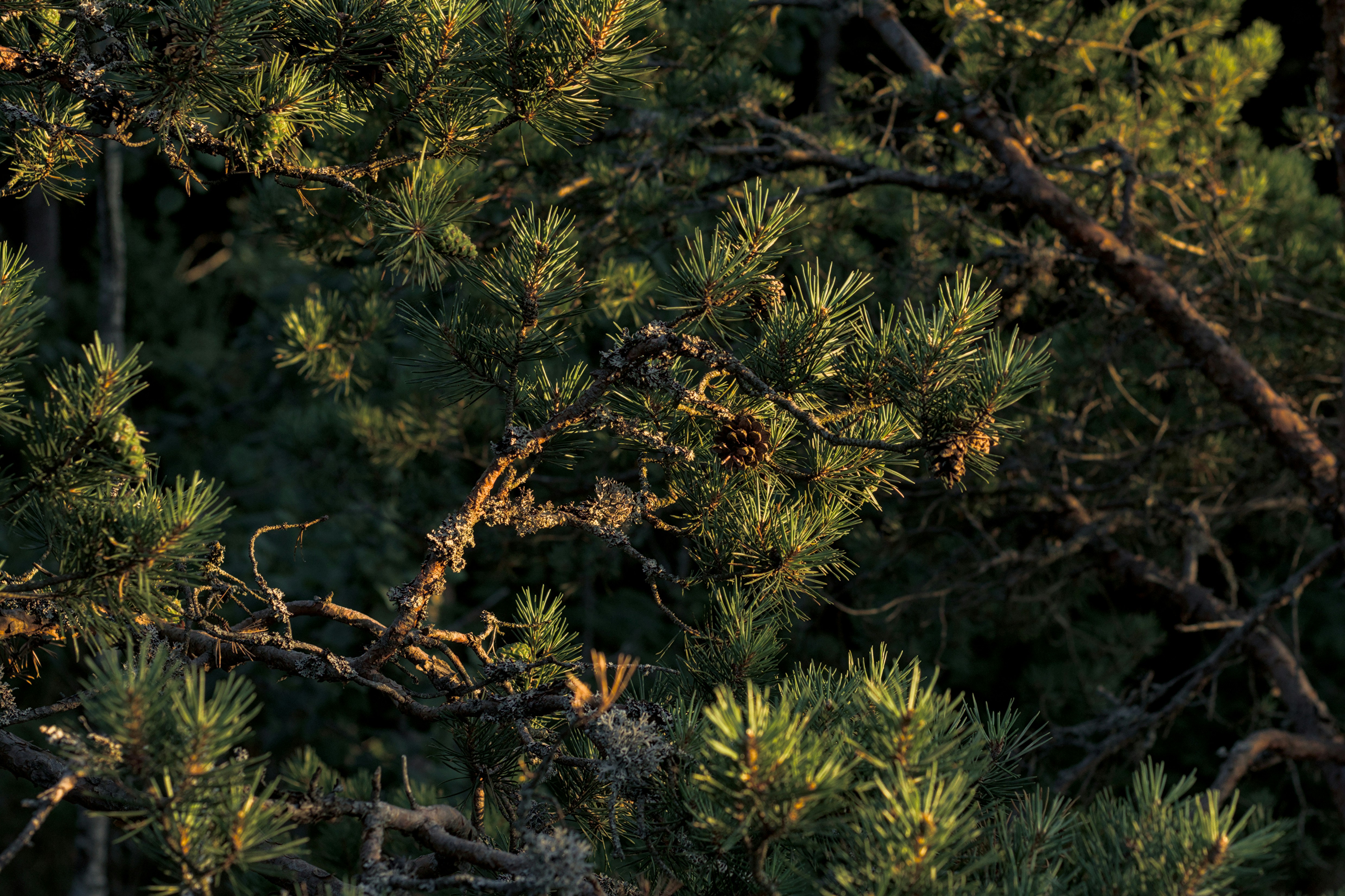 Sunlit pine branches form a dense, textured canopy with warm highlights and deep shadows in a tranquil forest setting.