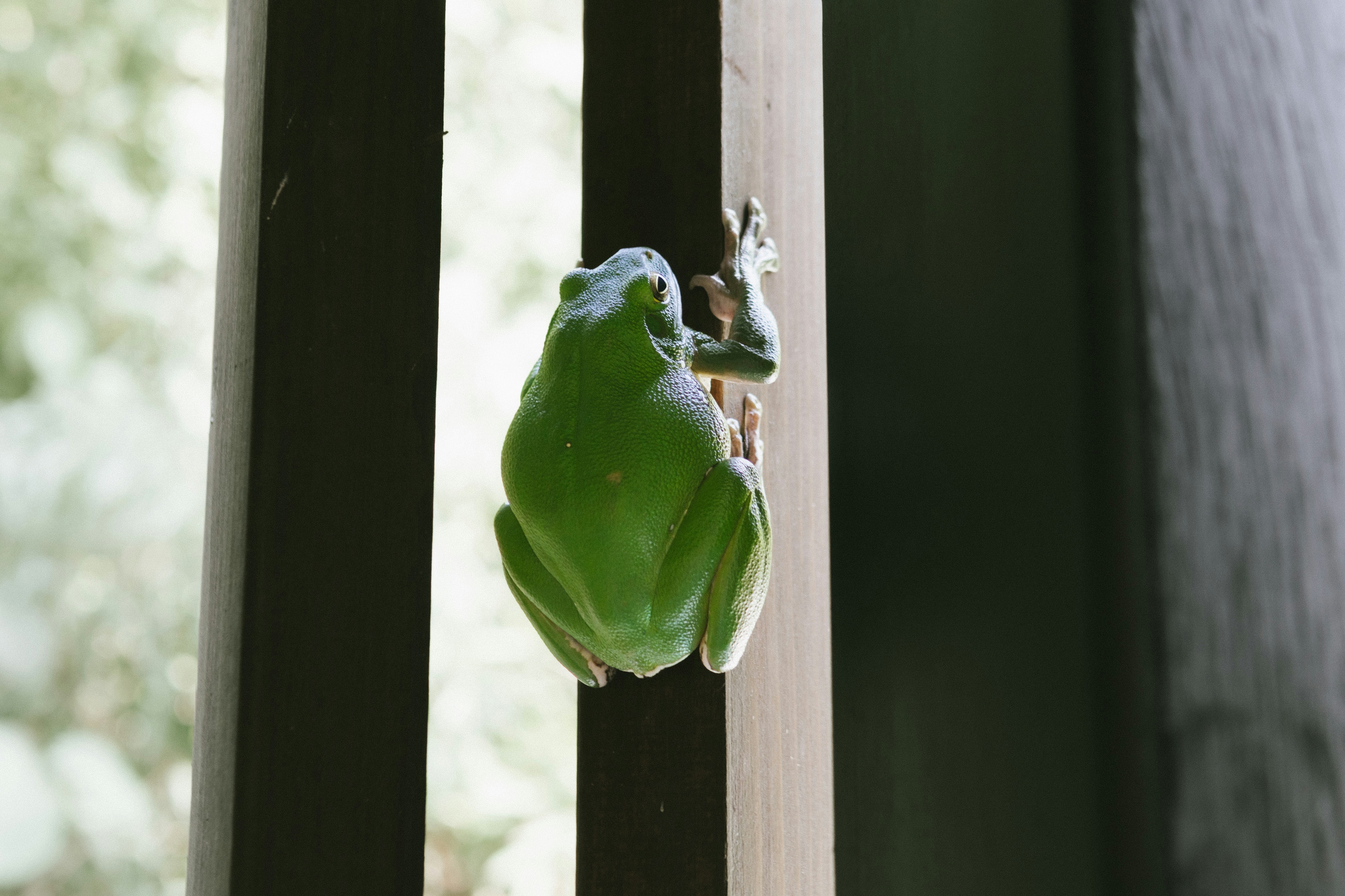 Leap of Green: A Frog Clings to Wood Middle of Frame