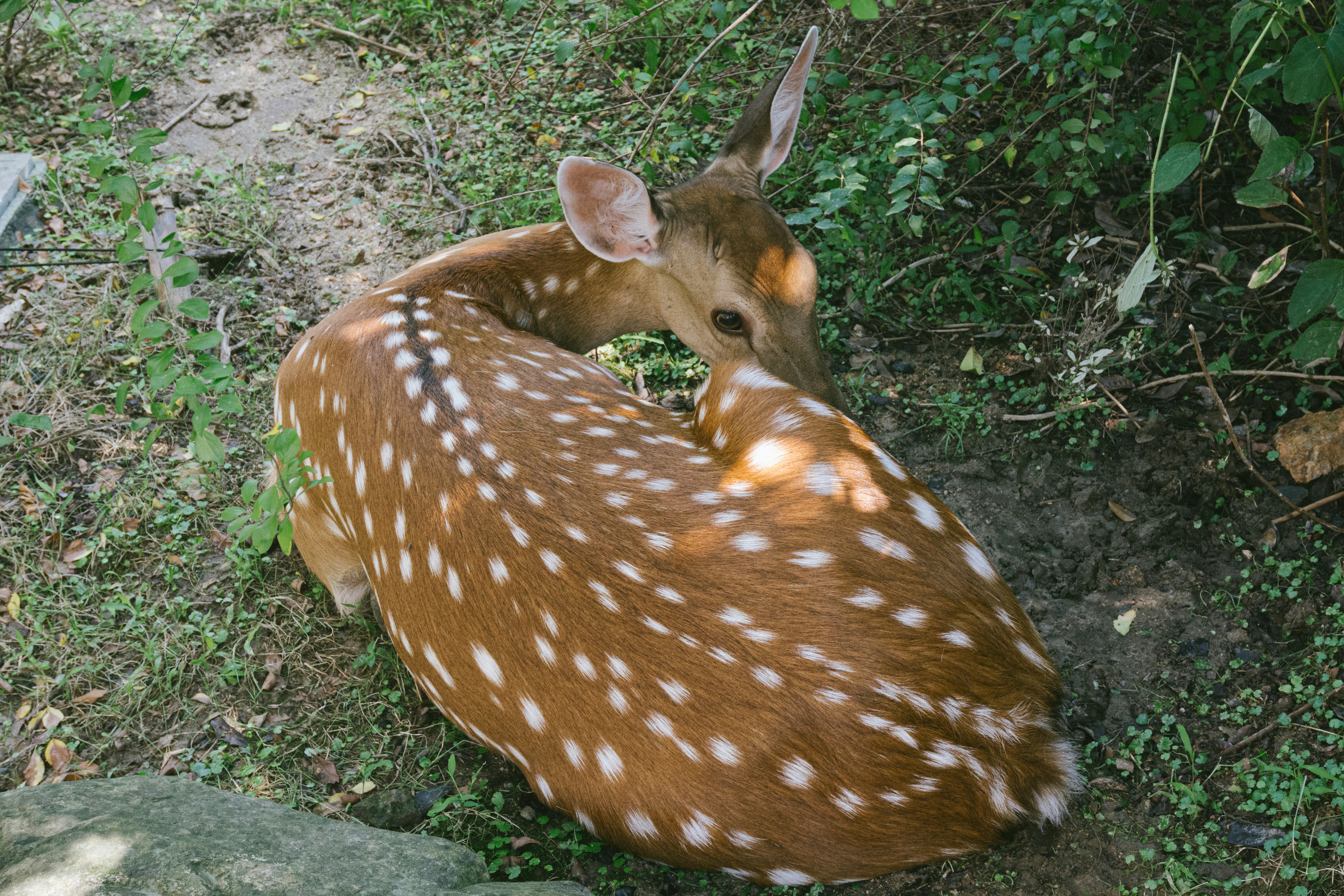Spotted Fawn Resting in Dappled Light