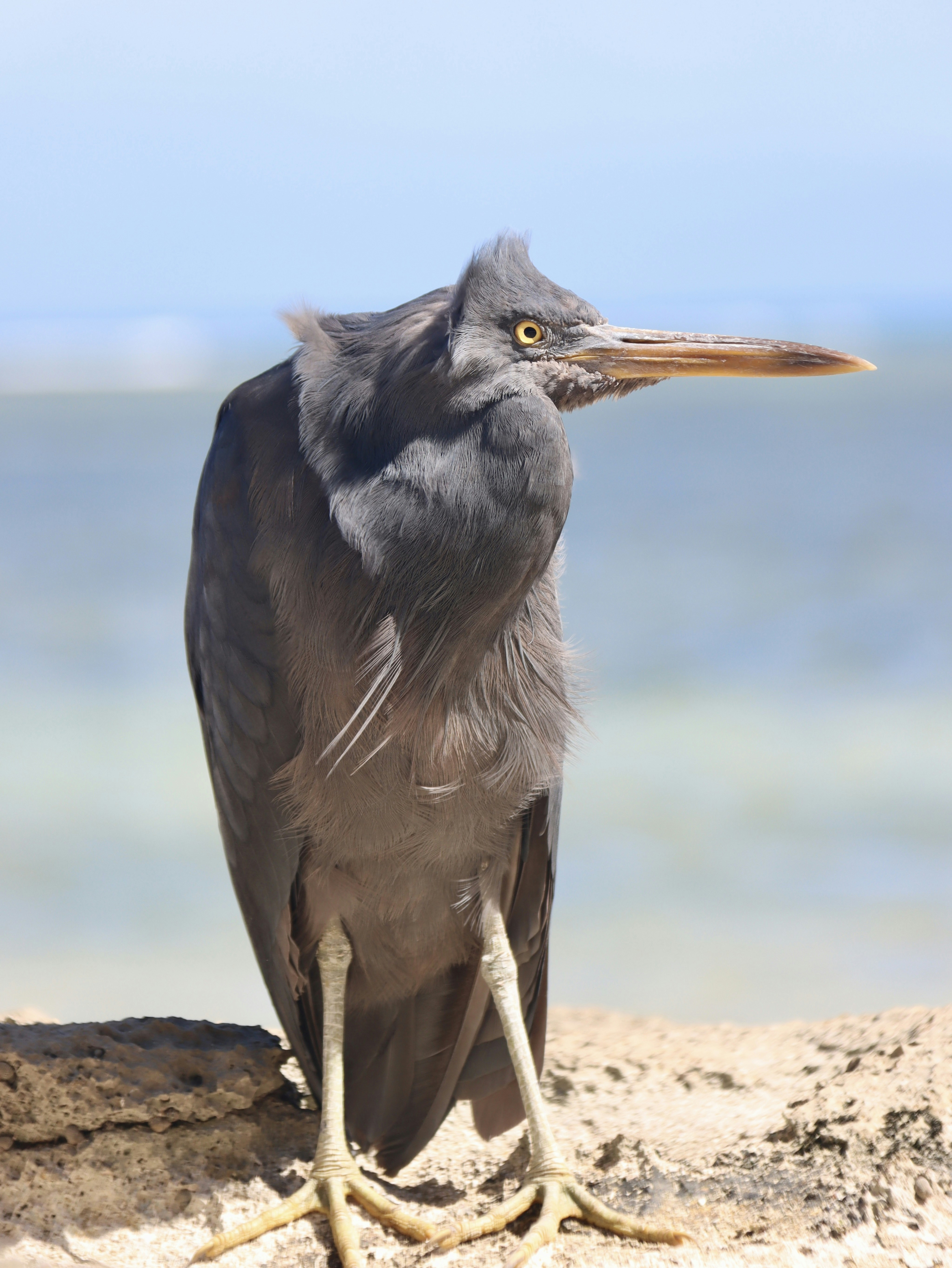 Grey Heron on a Sunlit Shore: Focused Gaze and Stretched Beak