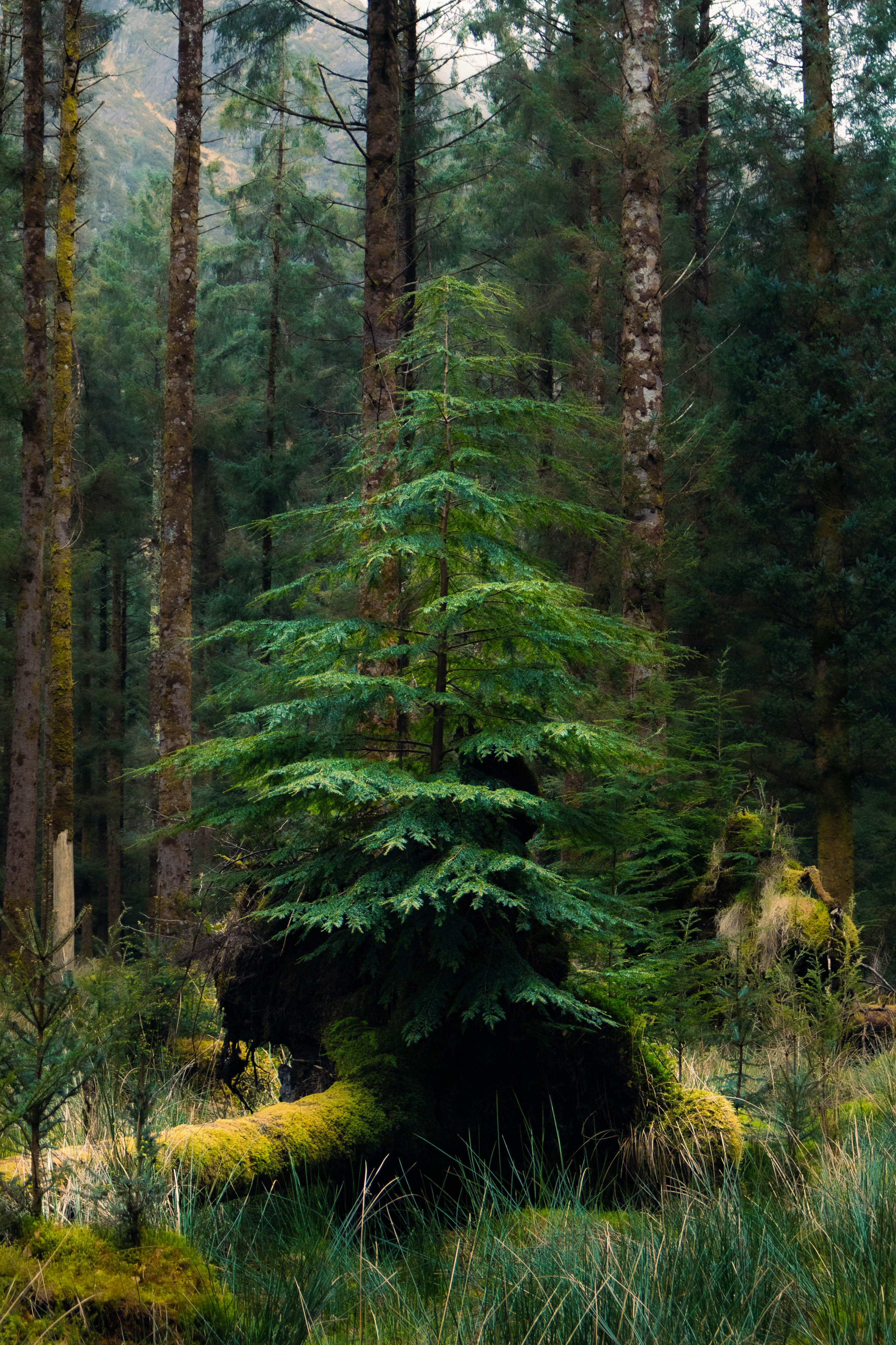 Fir Cone Cathedral: A quiet evergreen stands at the heart of a mossy forest