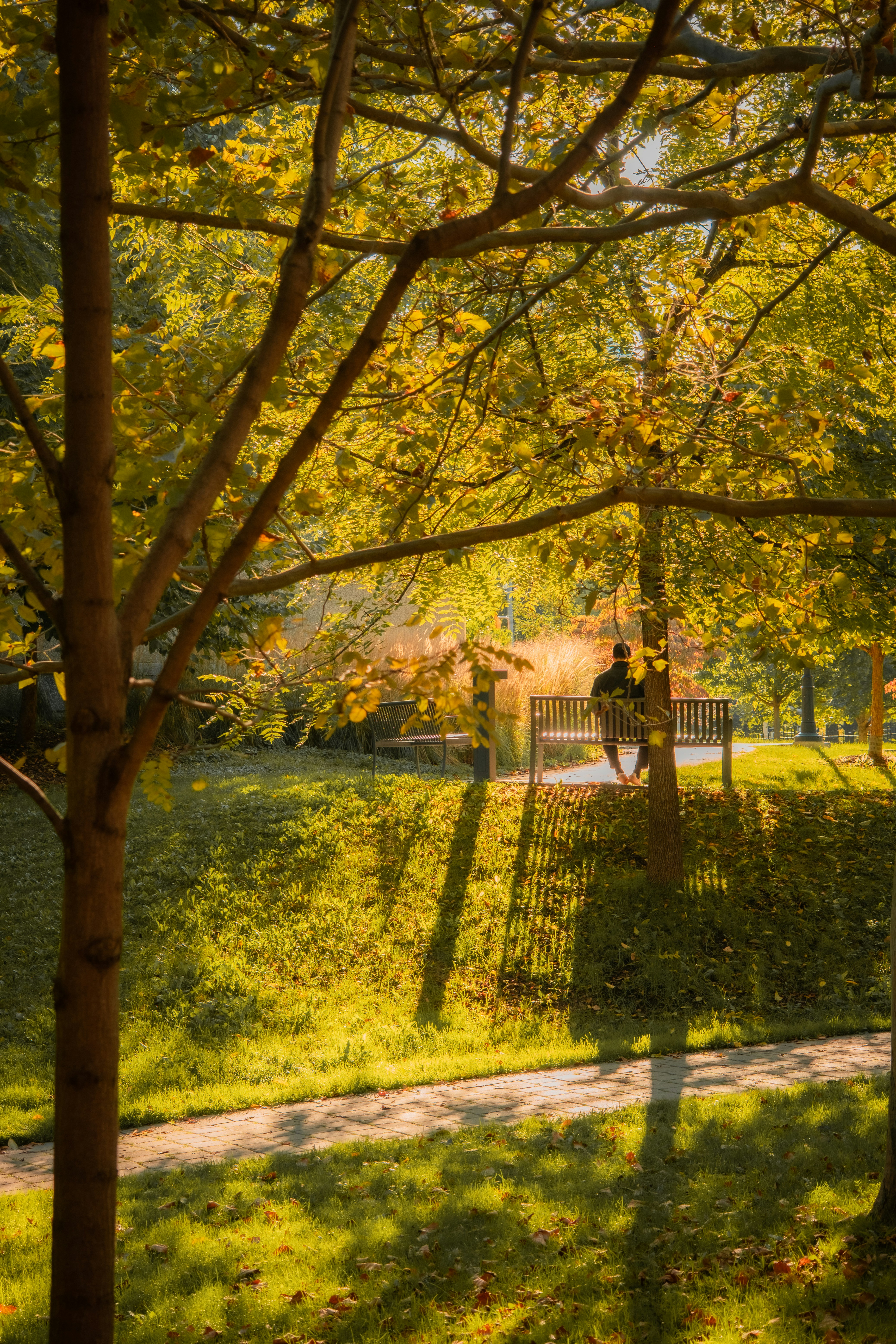 Sunlit Refuge: A Quiet Bench Amid Autumn's Golden Canopy