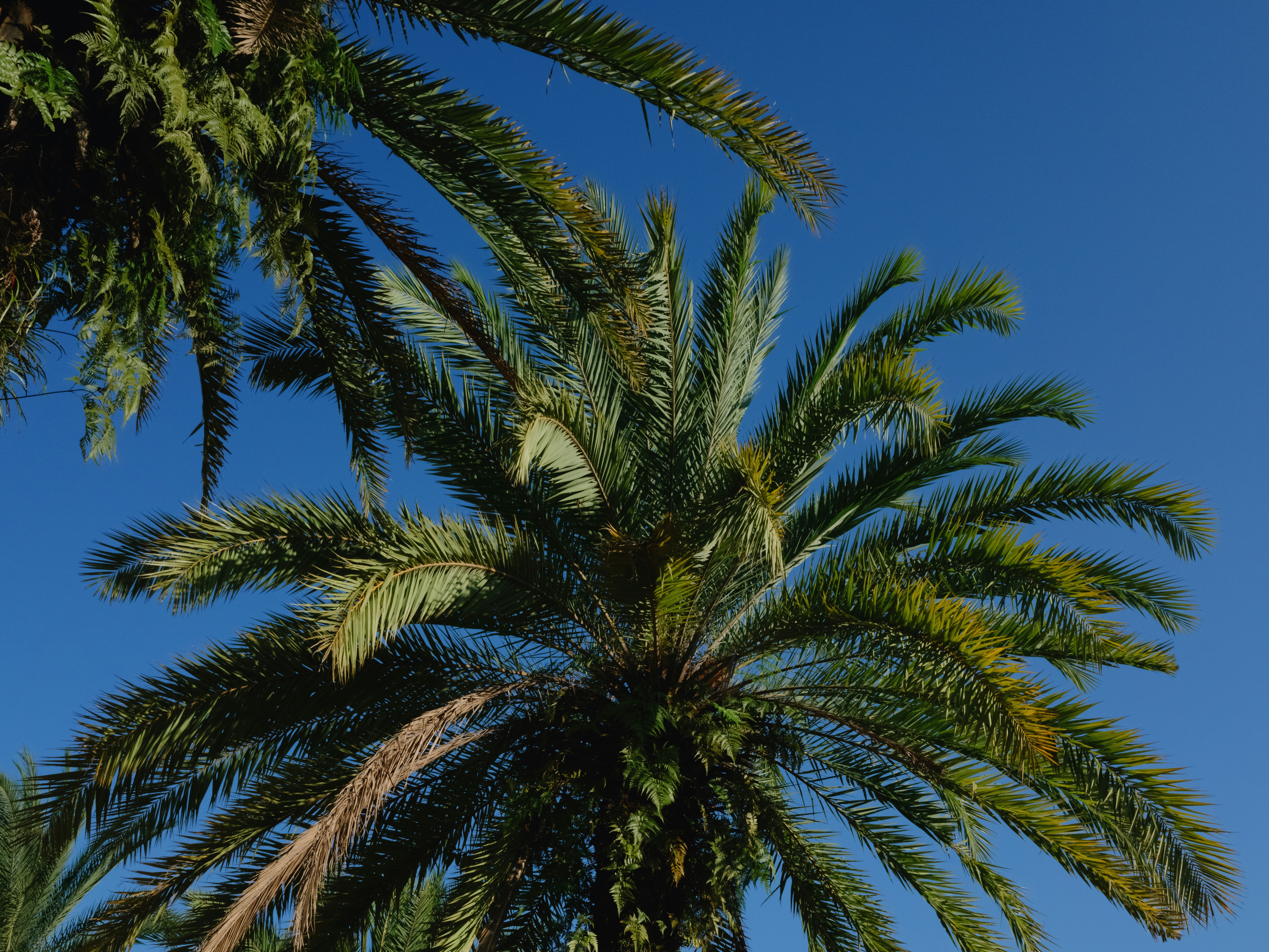 Framing the Crown: A Palm Solar Burst Beneath a Clear Sky