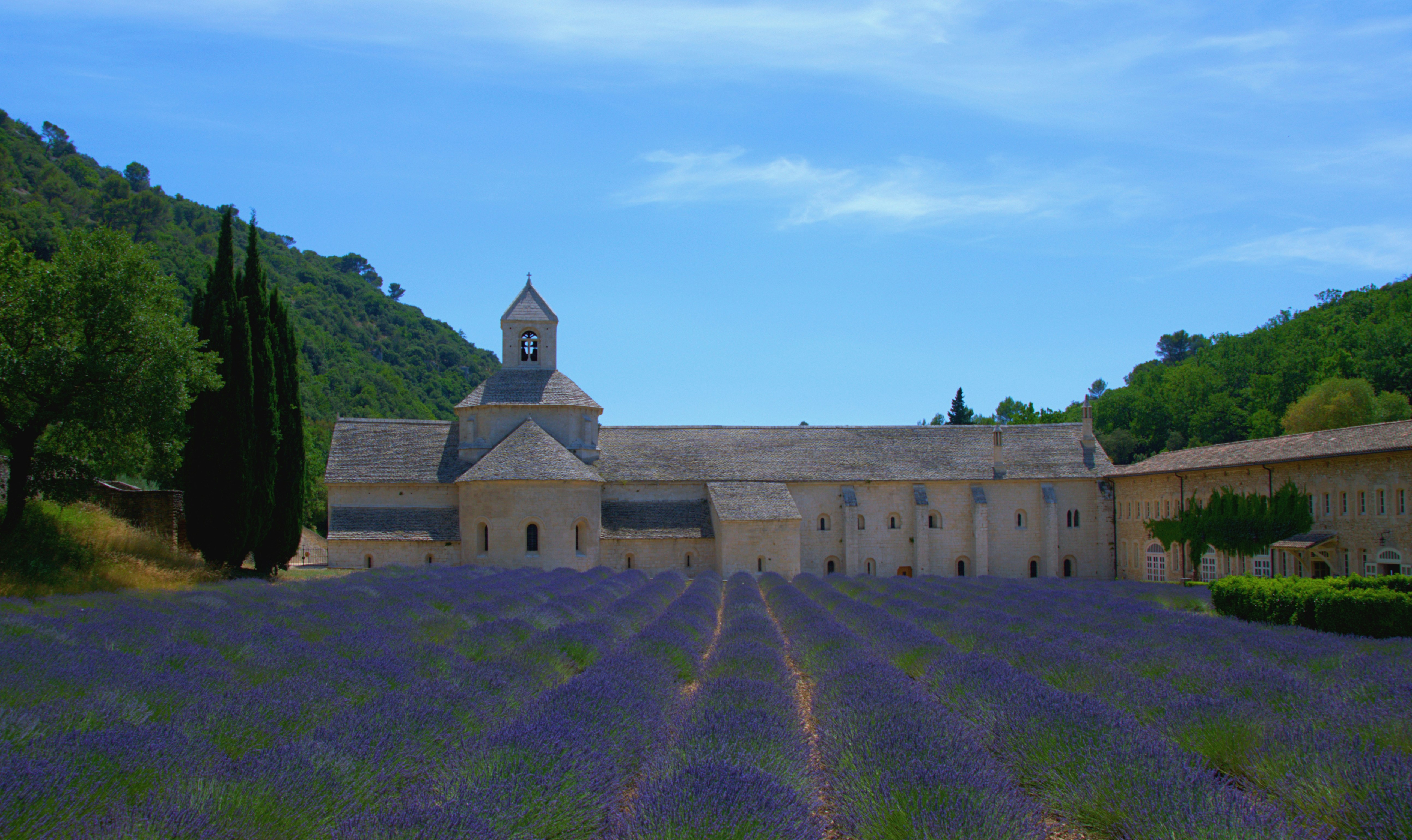 Lavender Rows Lead to an Ancient Cloister