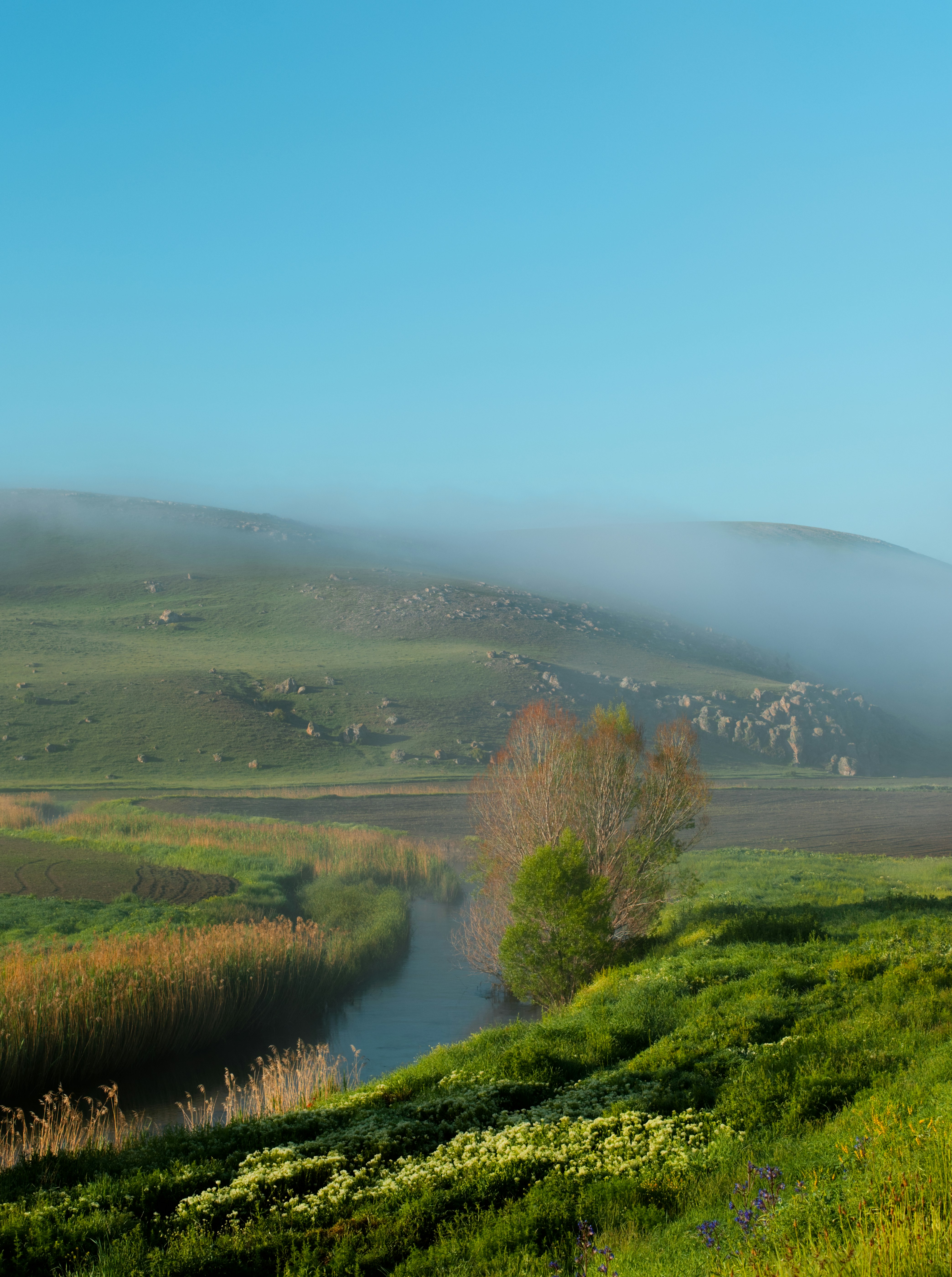 Mist over the River Bend: A Quiet Wake of Morning Light