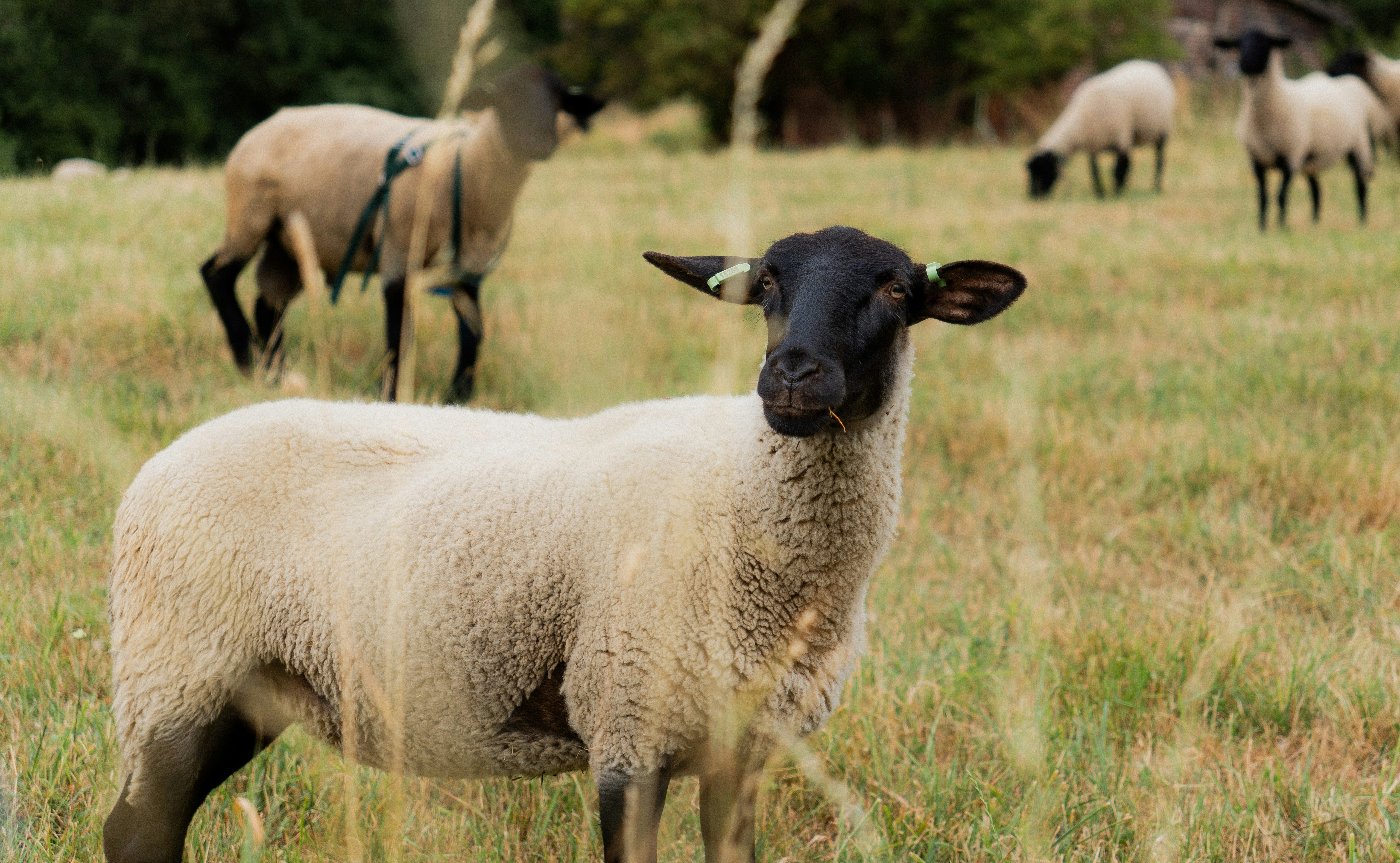 A black-faced sheep stands tall in a sunlit pasture with cream-colored flock behind; the scene captures rural grazing activity and natural texture of wool. This is a photographic capture, not a painting or illustration.