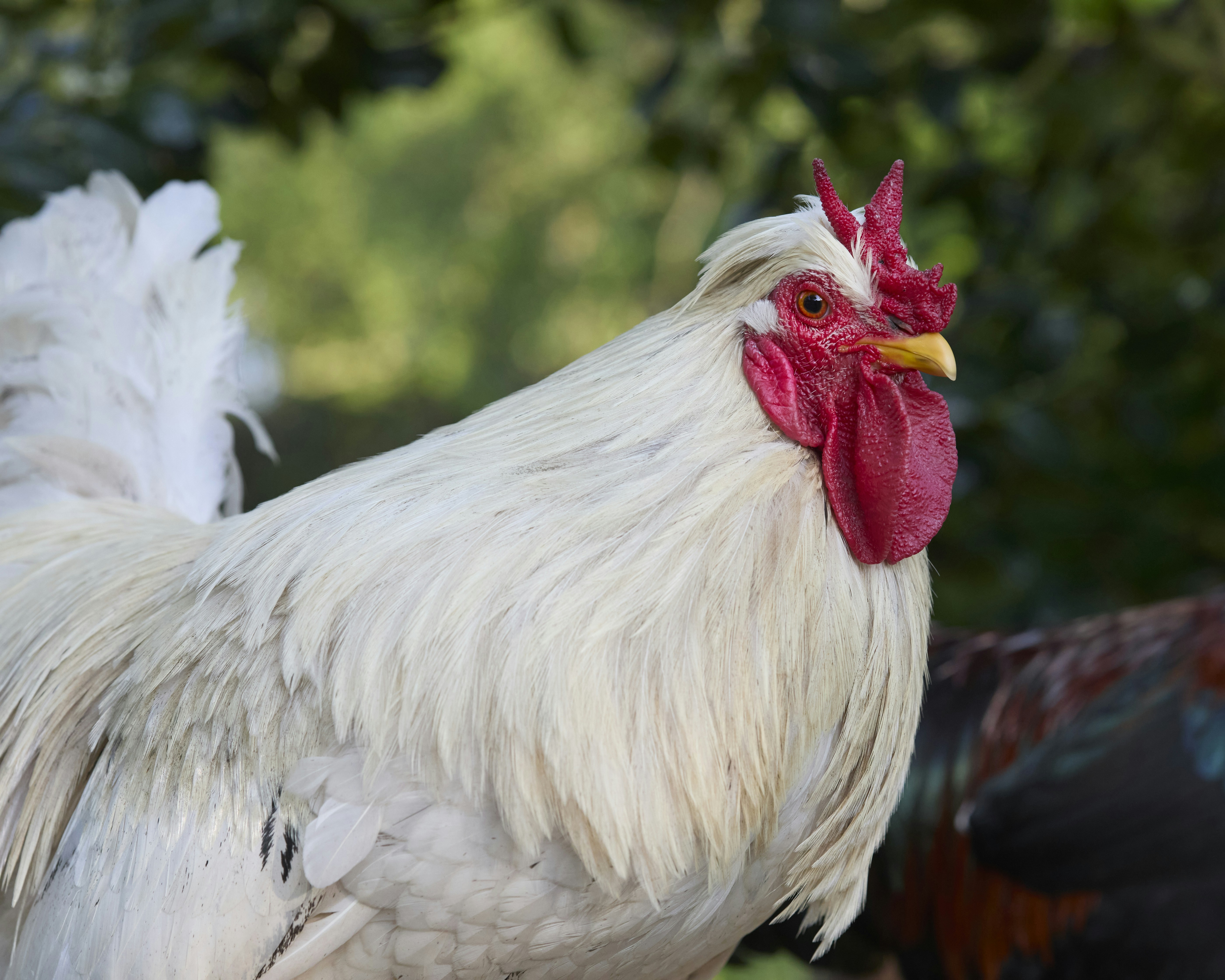 White Crest in Focus: A Rooster’s Quiet Vigil in Garden Light