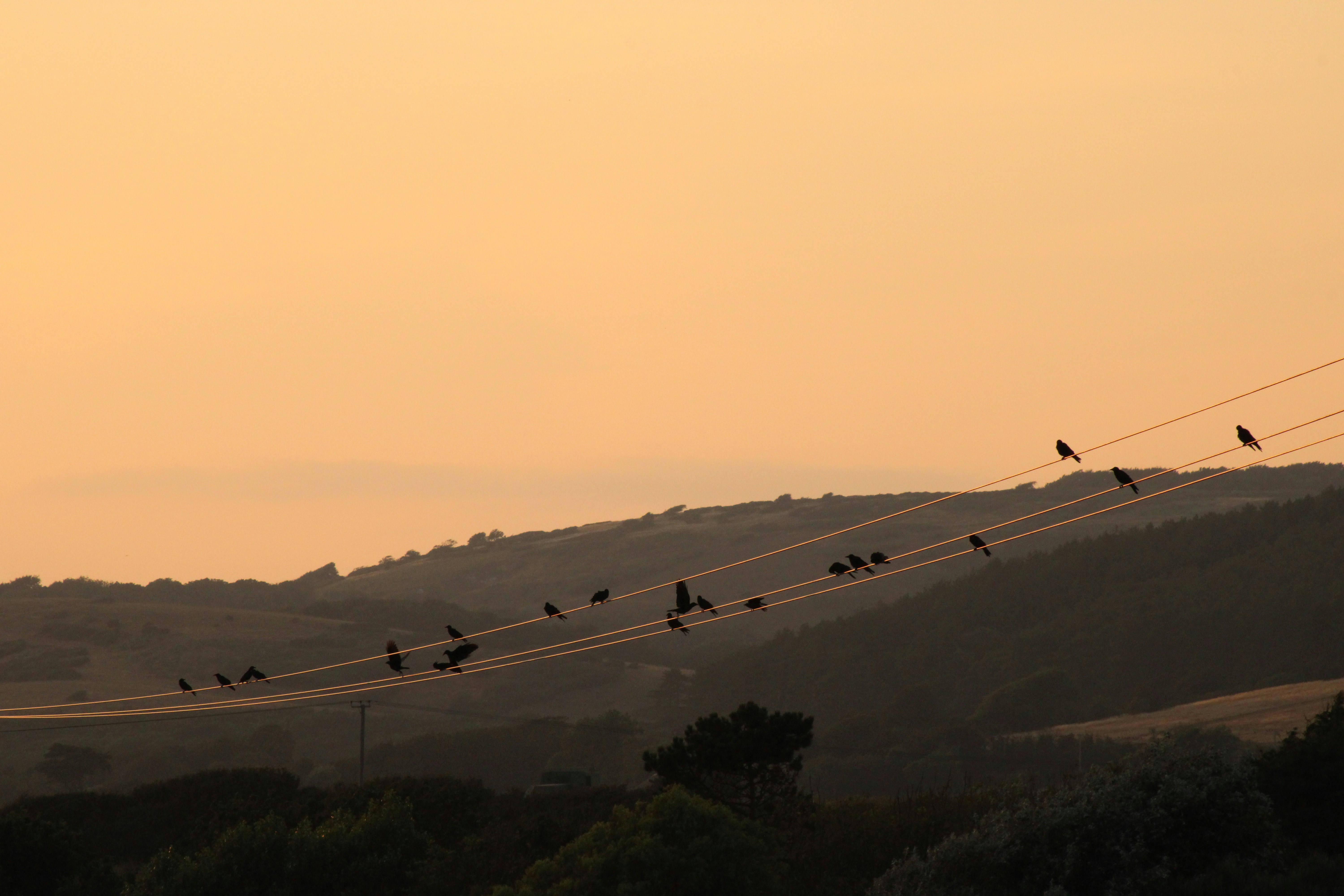 Sunset Chorus: Birds Resting Along the Wire in Quiet Hills