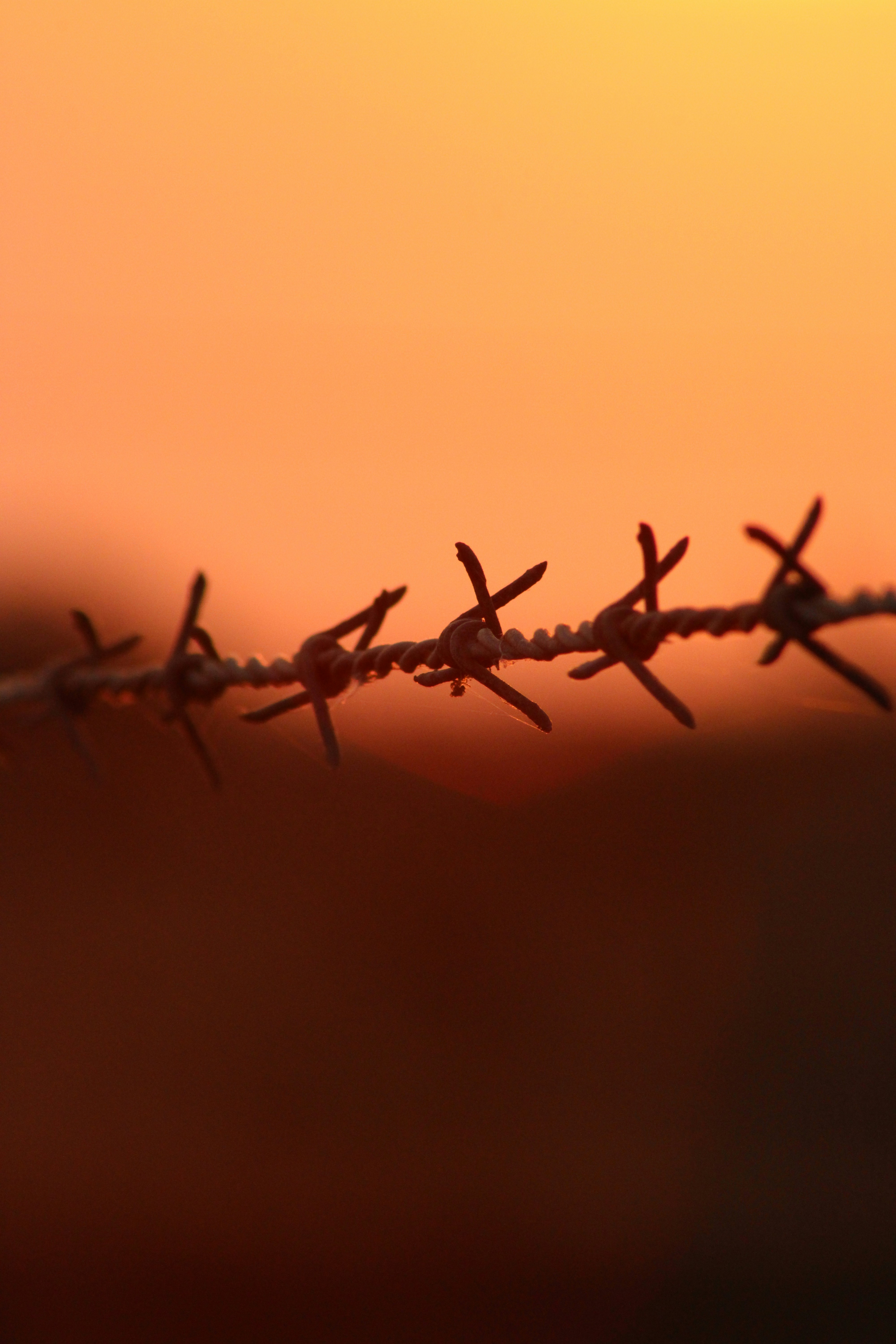 Silhouette of Barbed Wire at Sunset