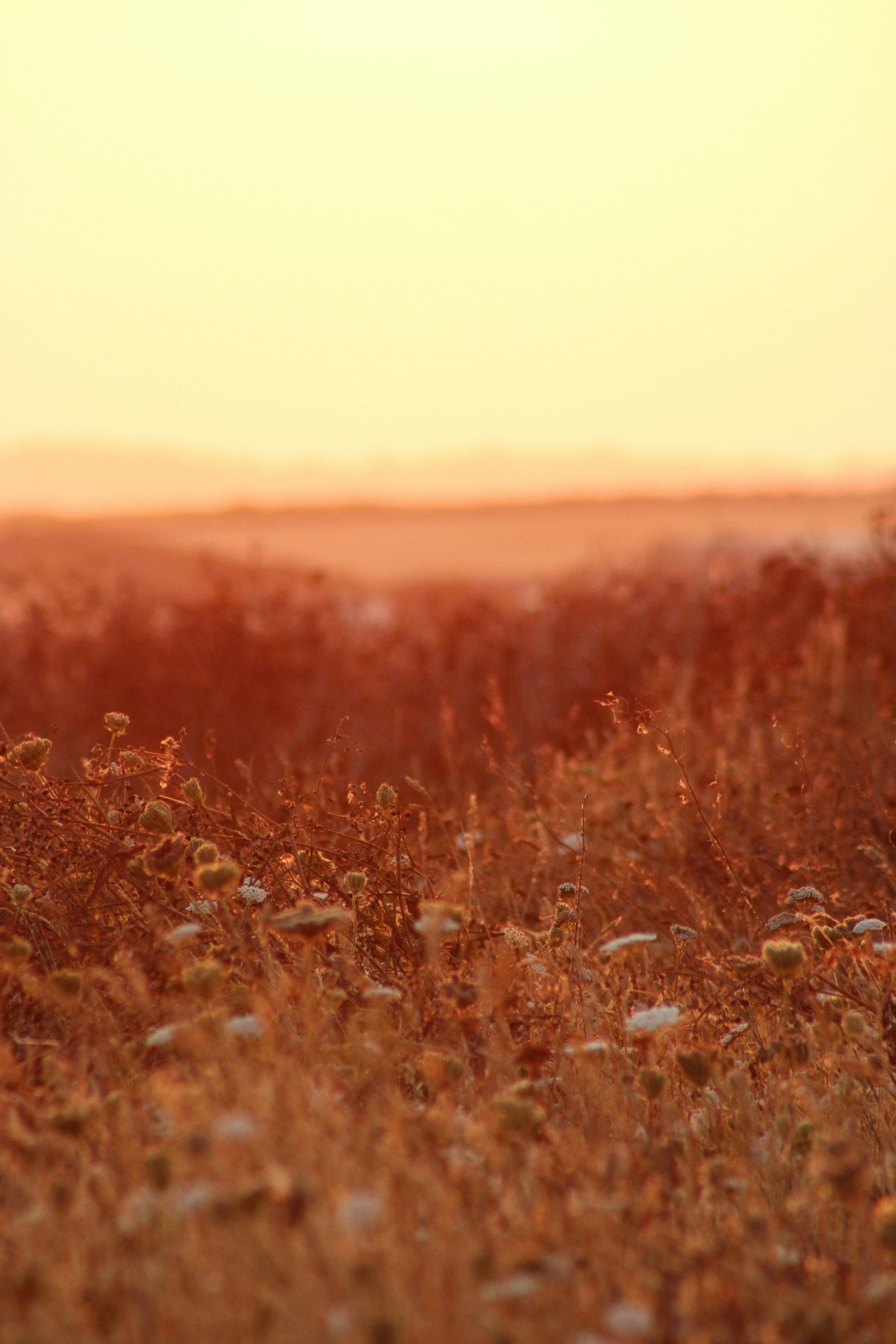 Amber Field at Sunset: Quiet Lives in the Dusk