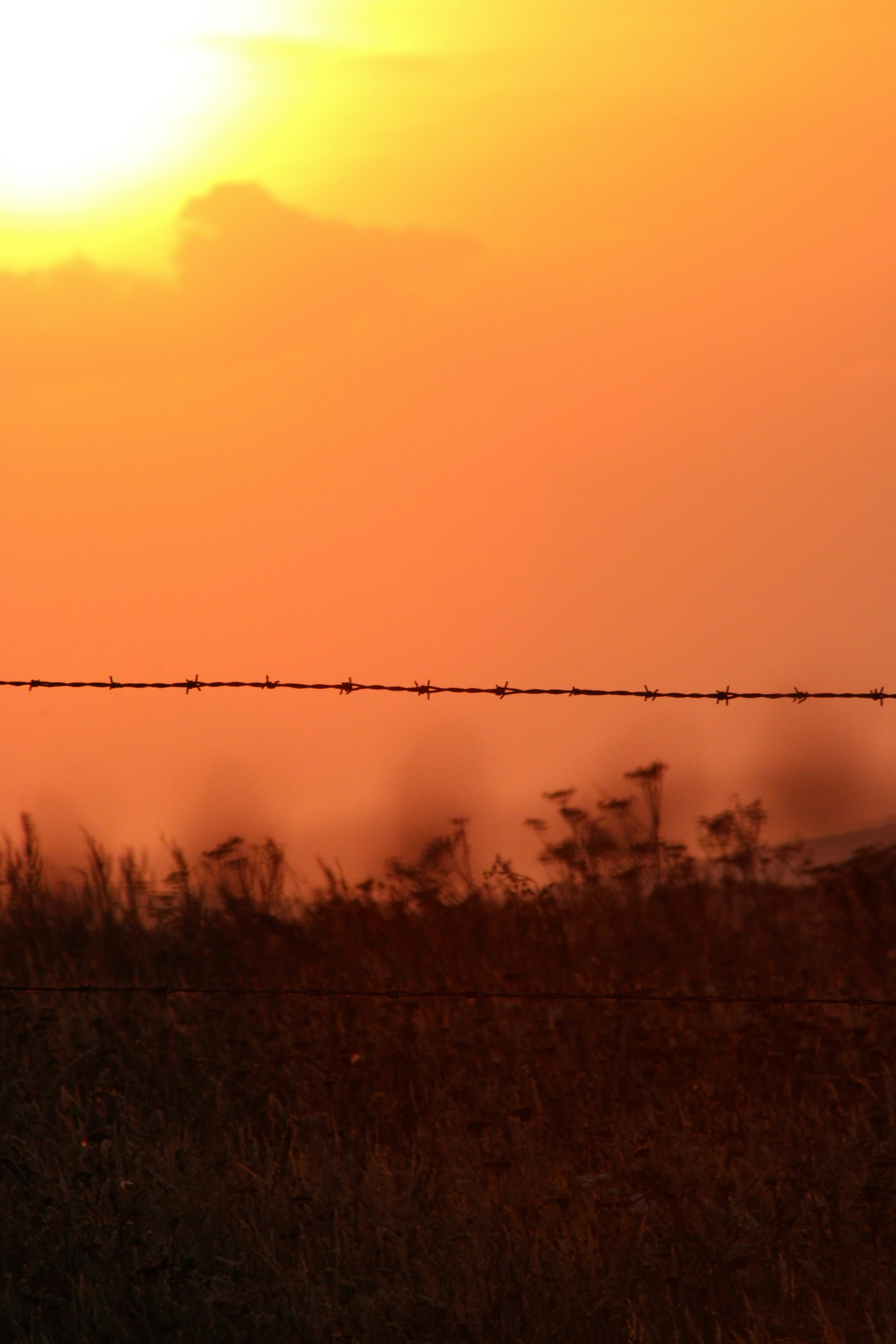 Sunset Wire: Quiet Horizon Above Dry Grass