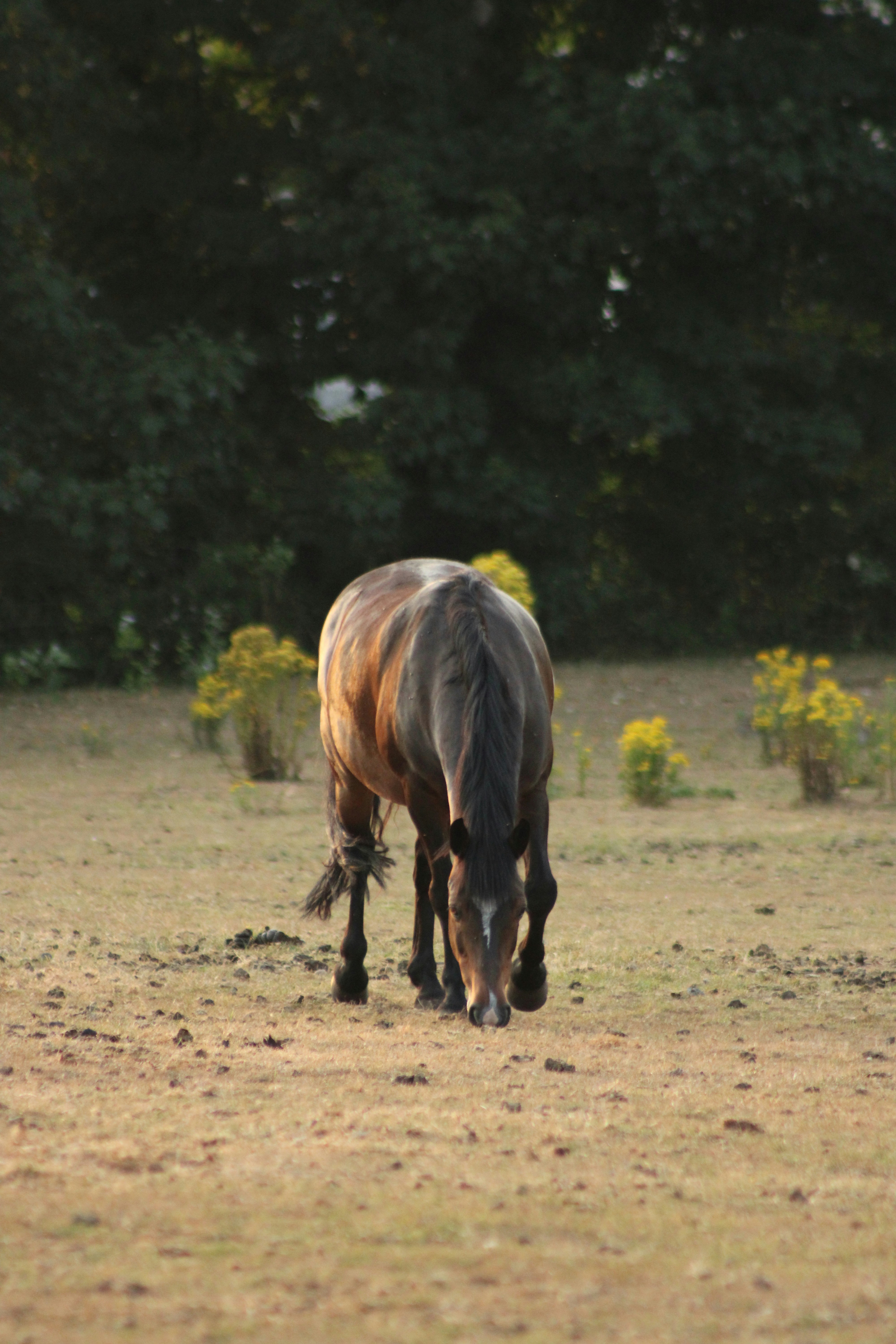 Grazing Stroll: A lone horse in a sunlit field