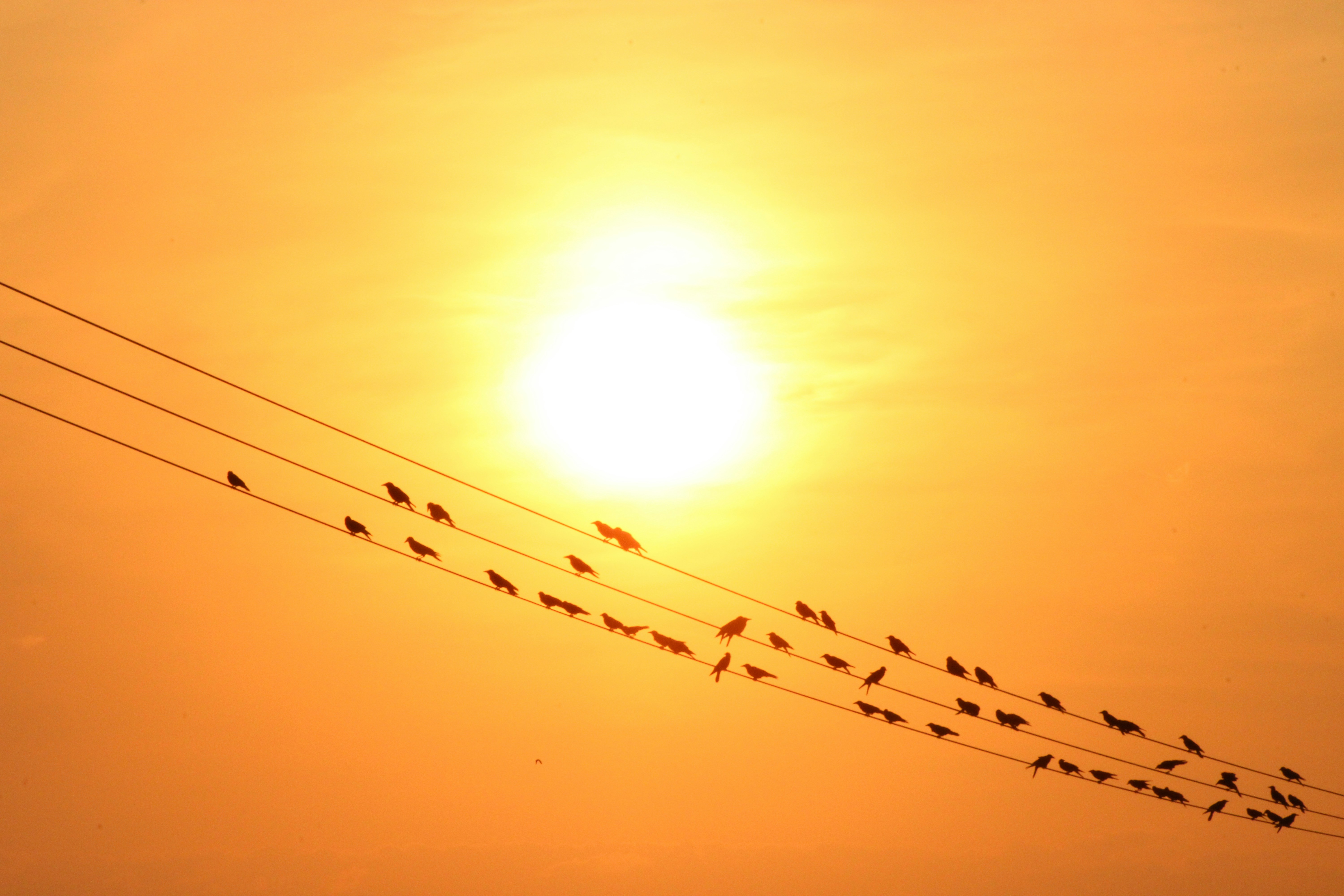 Sunset Chorus: Birds Align on the Wires