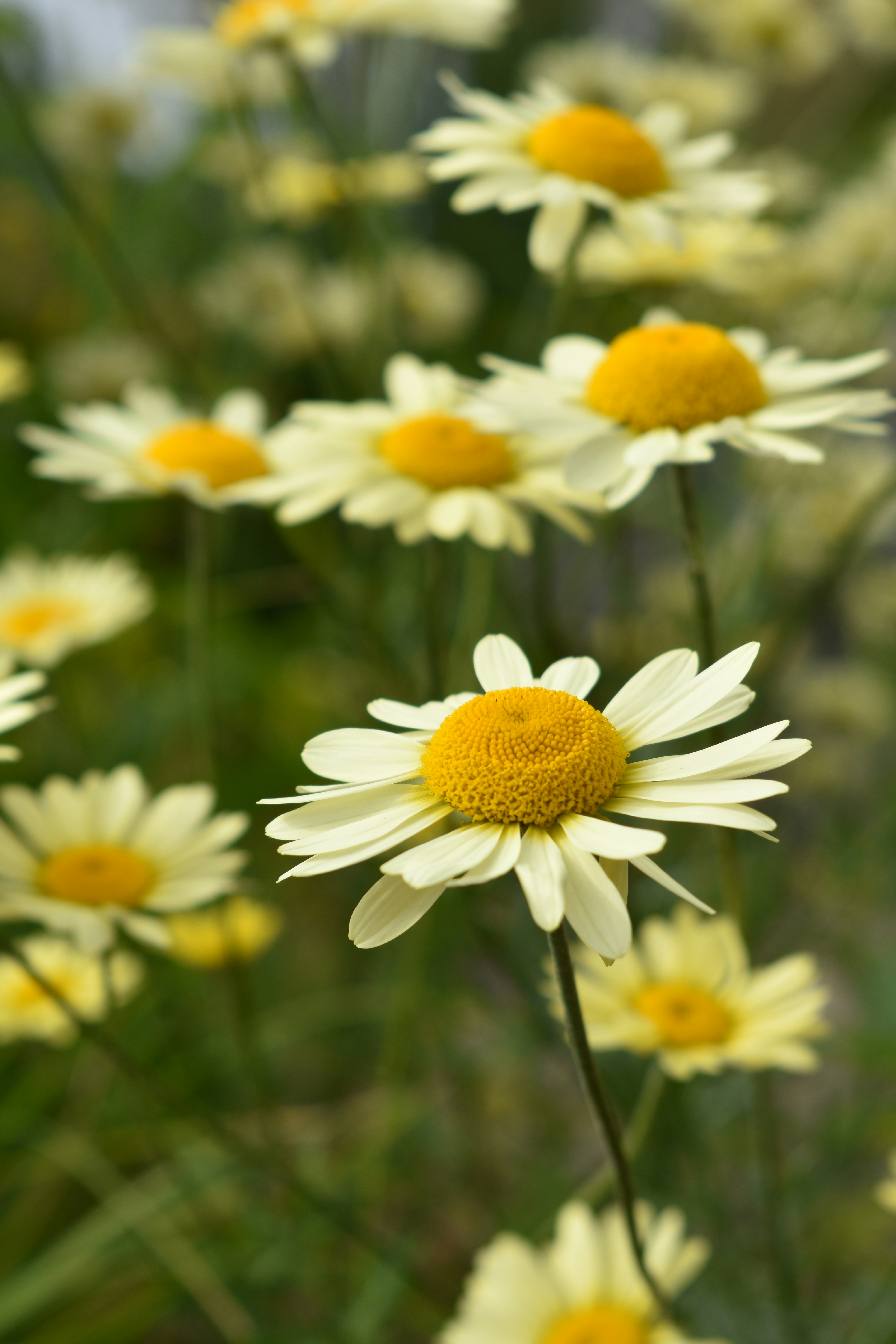Center Stage Daisy: A Field of Pale Eyed Blooms