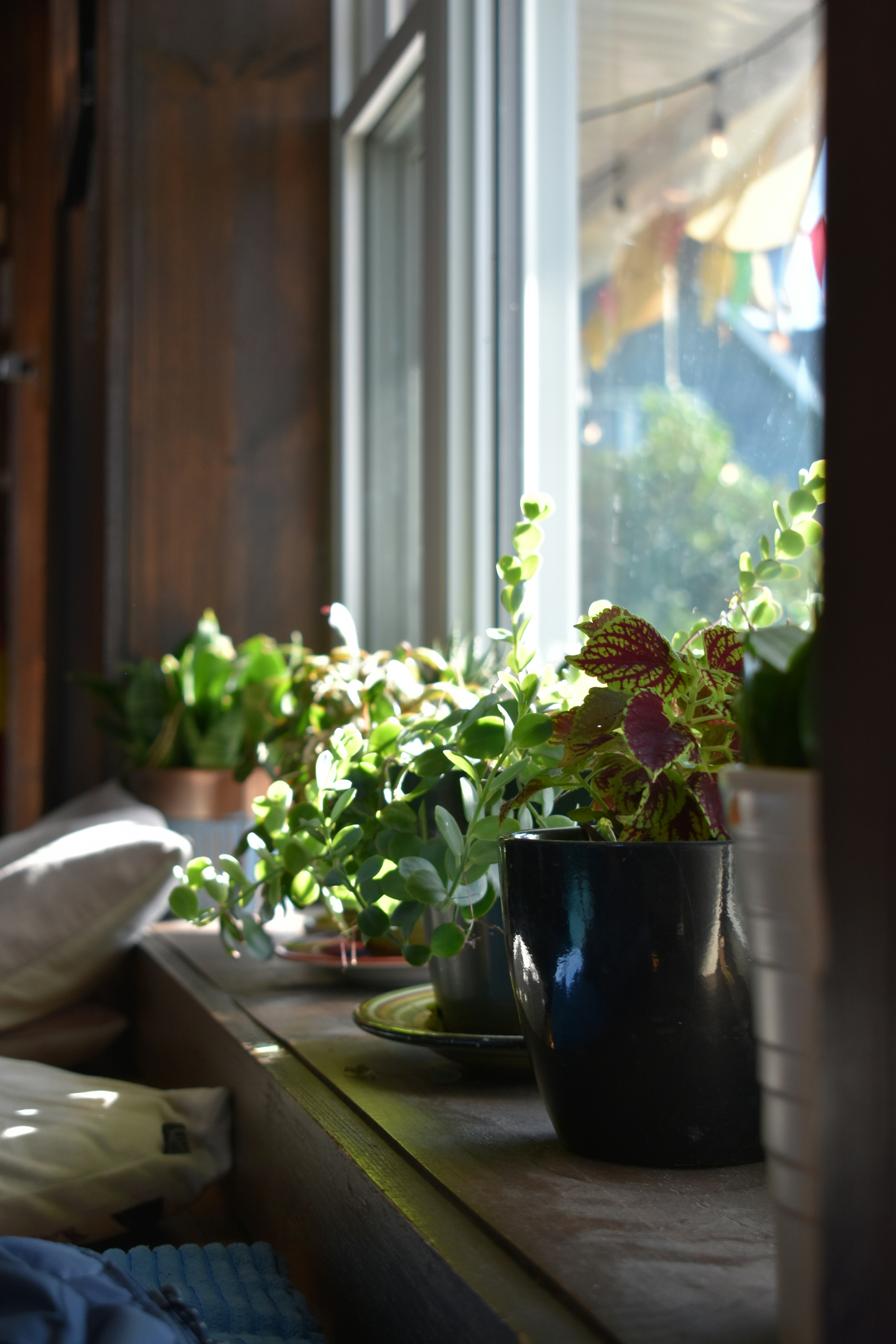 Sunlit Greenery on a Windowsill