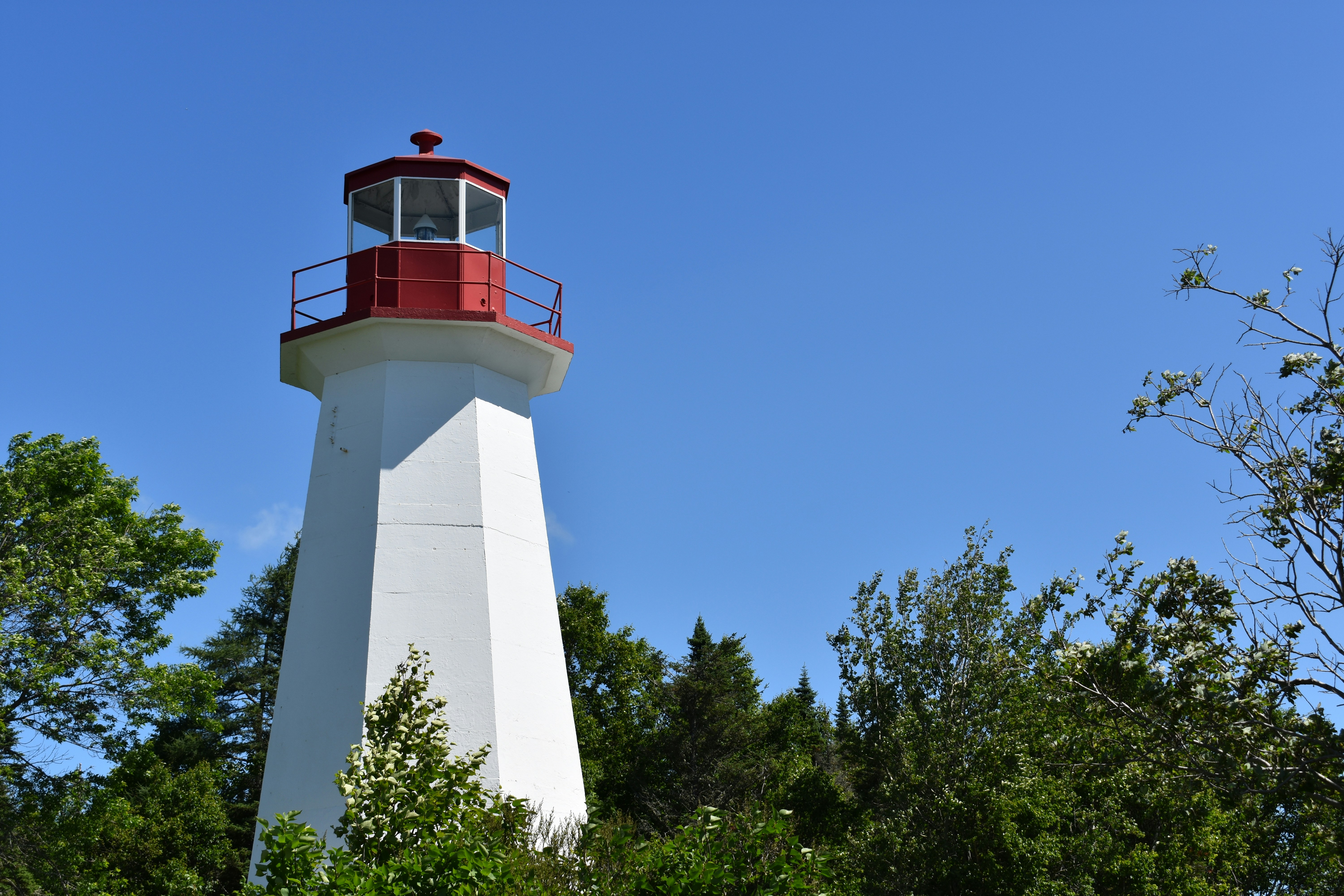 Red-capped Beacon Rising Above Green Canopy