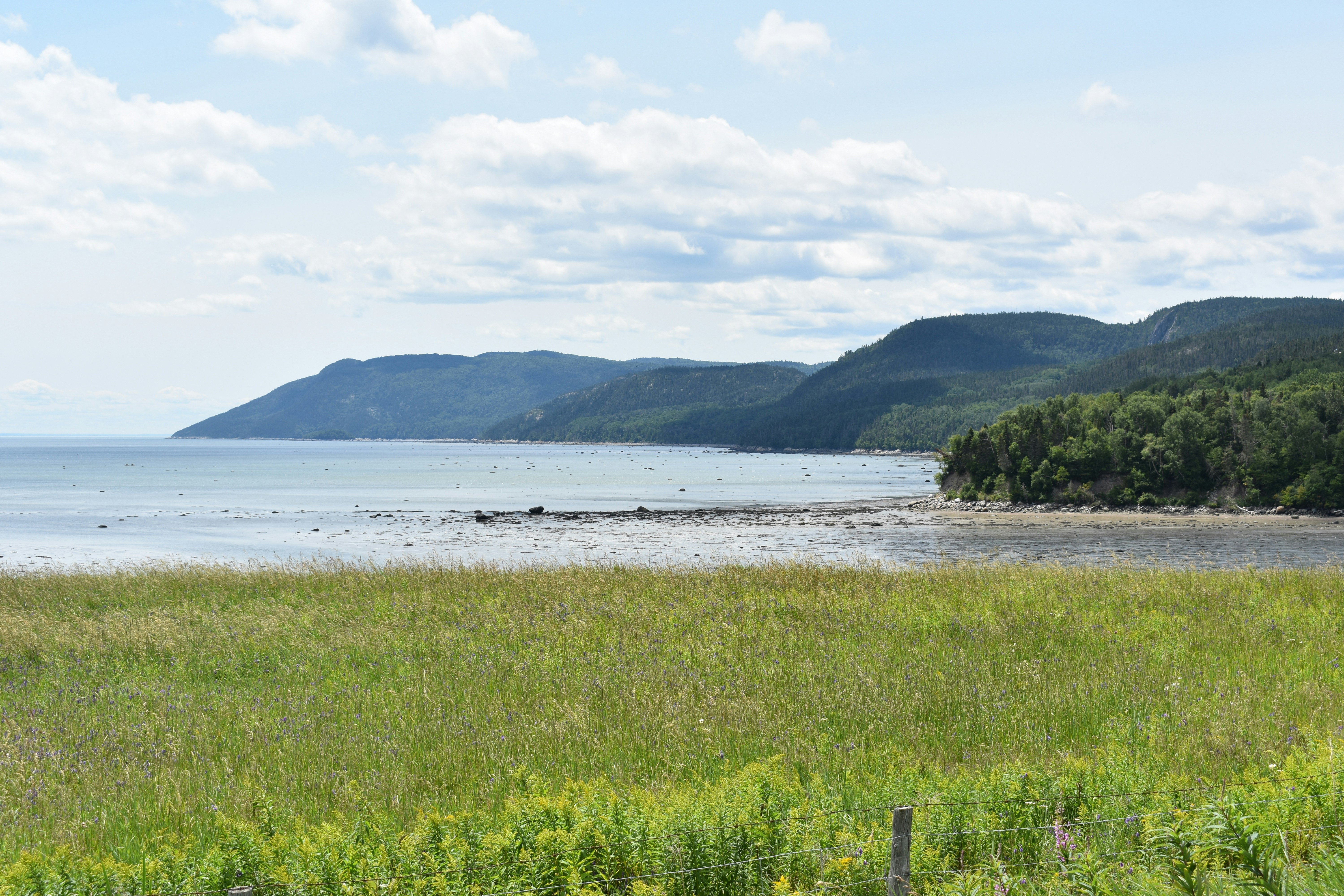 Coastal Meadow Gaze Toward Lush Headlands