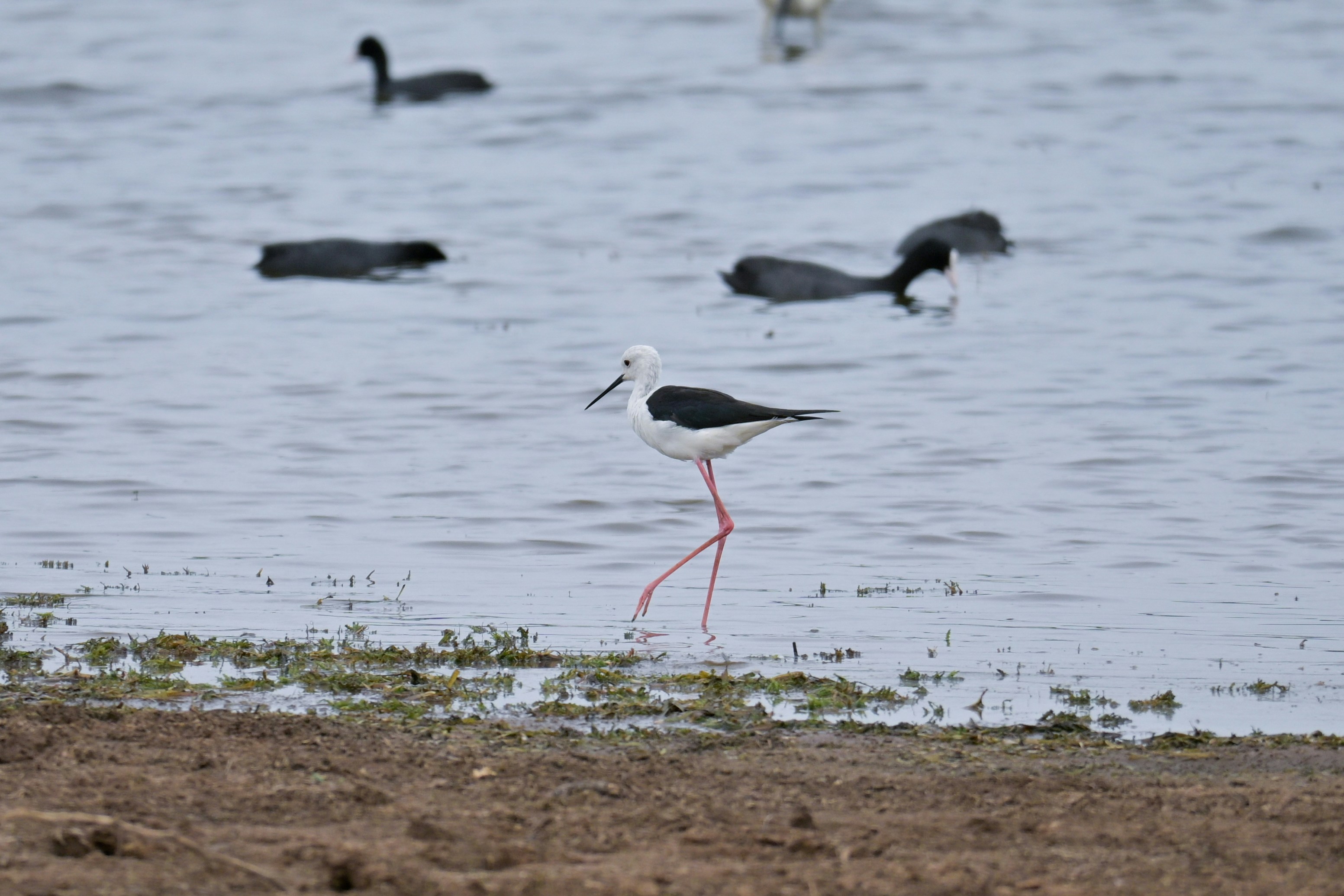 White-streaked Wader in shoreline Bloom