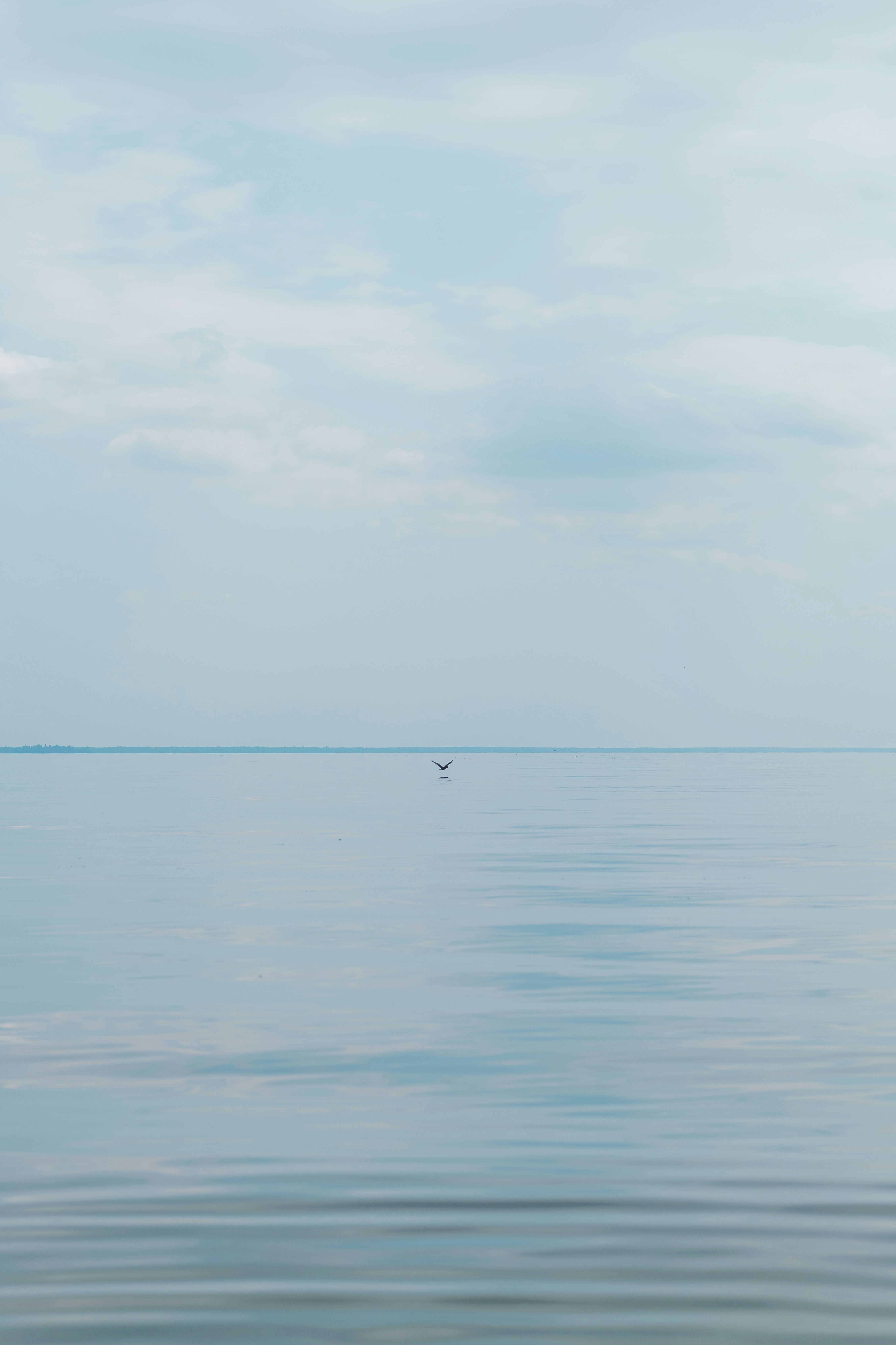 Calm seascape with a distant bird skimming the horizon on a pale blue day.