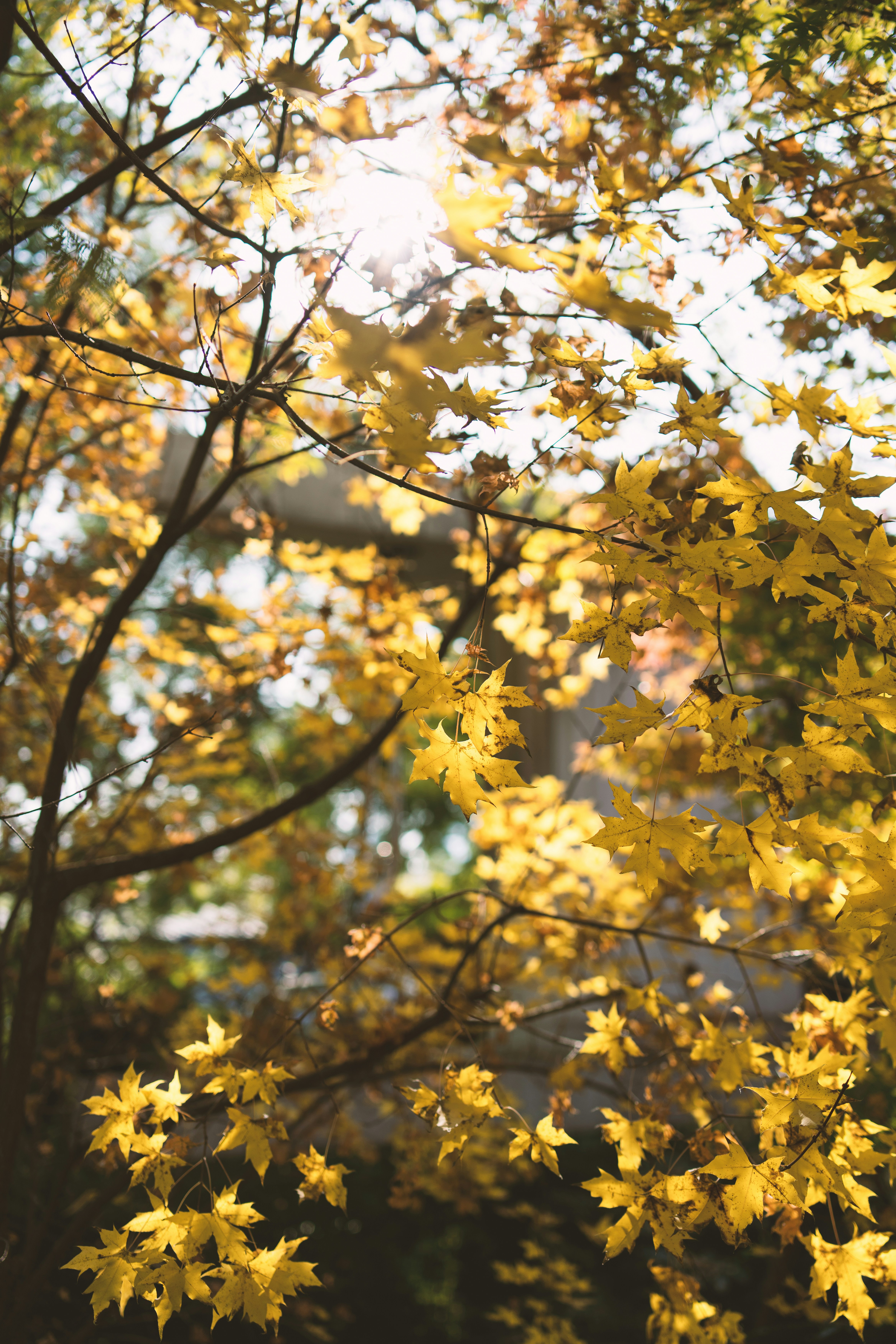 Autumn Sunlight Through Maple Veil