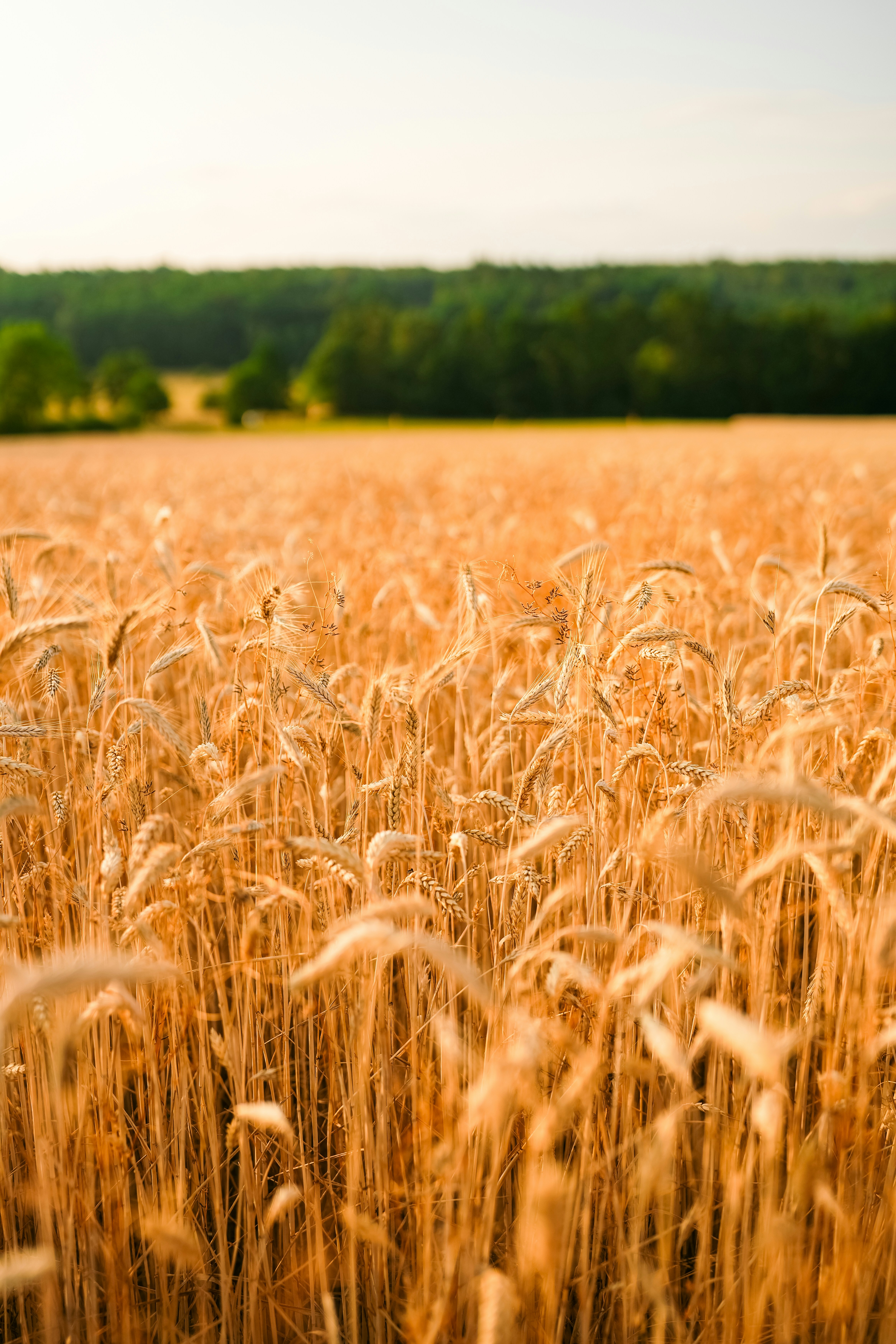 Golden Field at Dusk: A Quiet Sea of Wheat