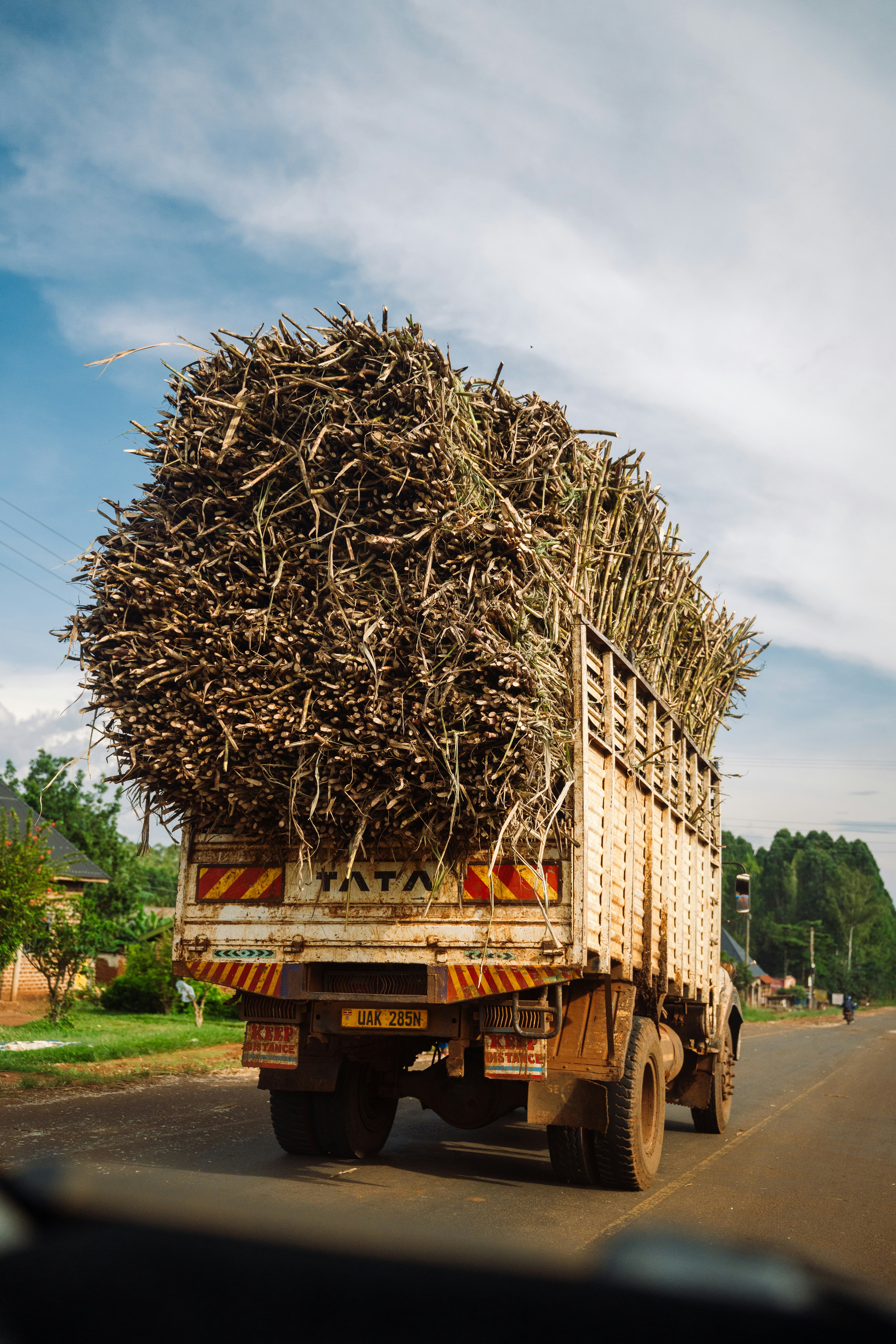 Overloaded Treetop Freight on a Dusty Highway