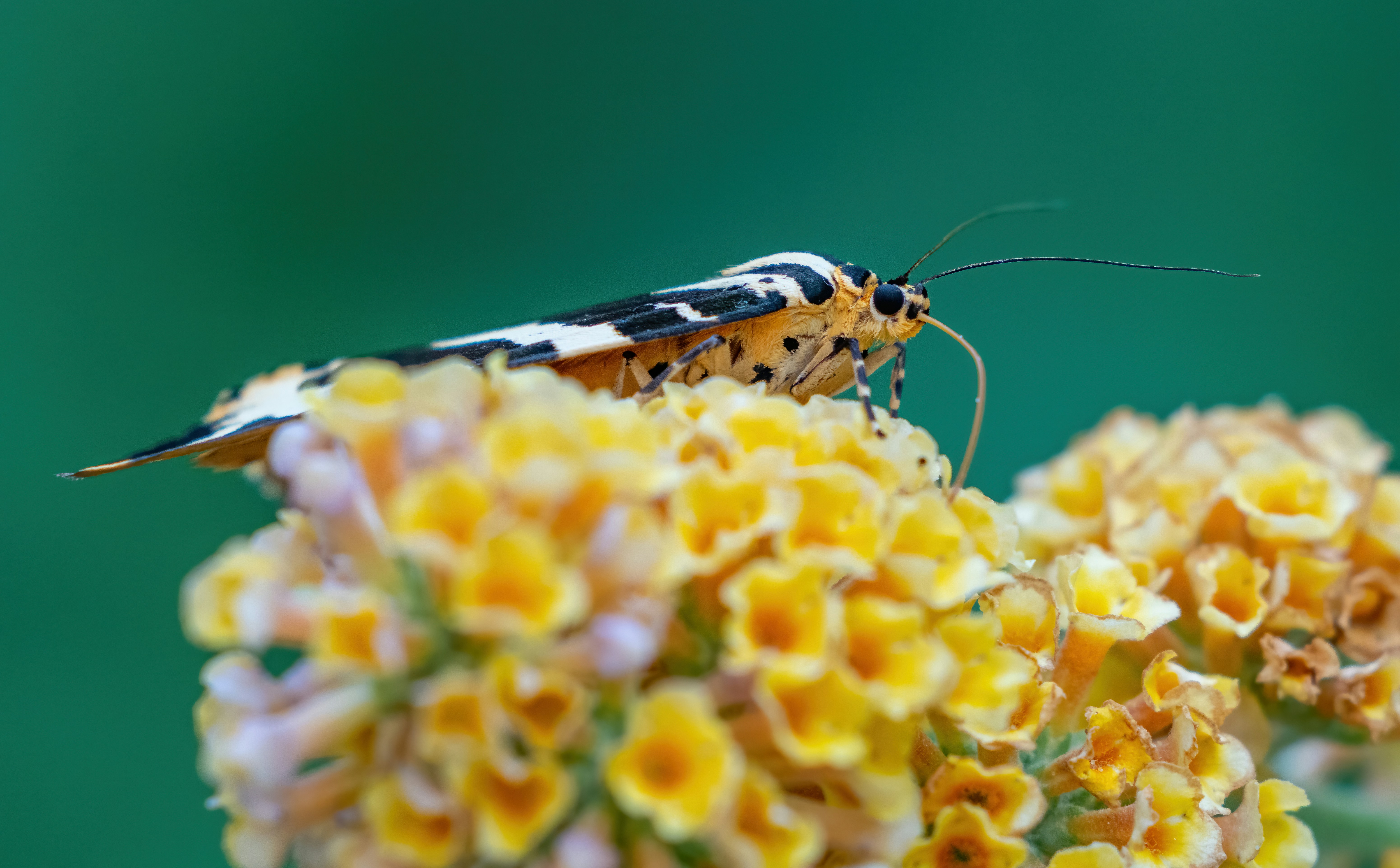 Yellow-speckled Moth on a Bright Cluster of Flowers