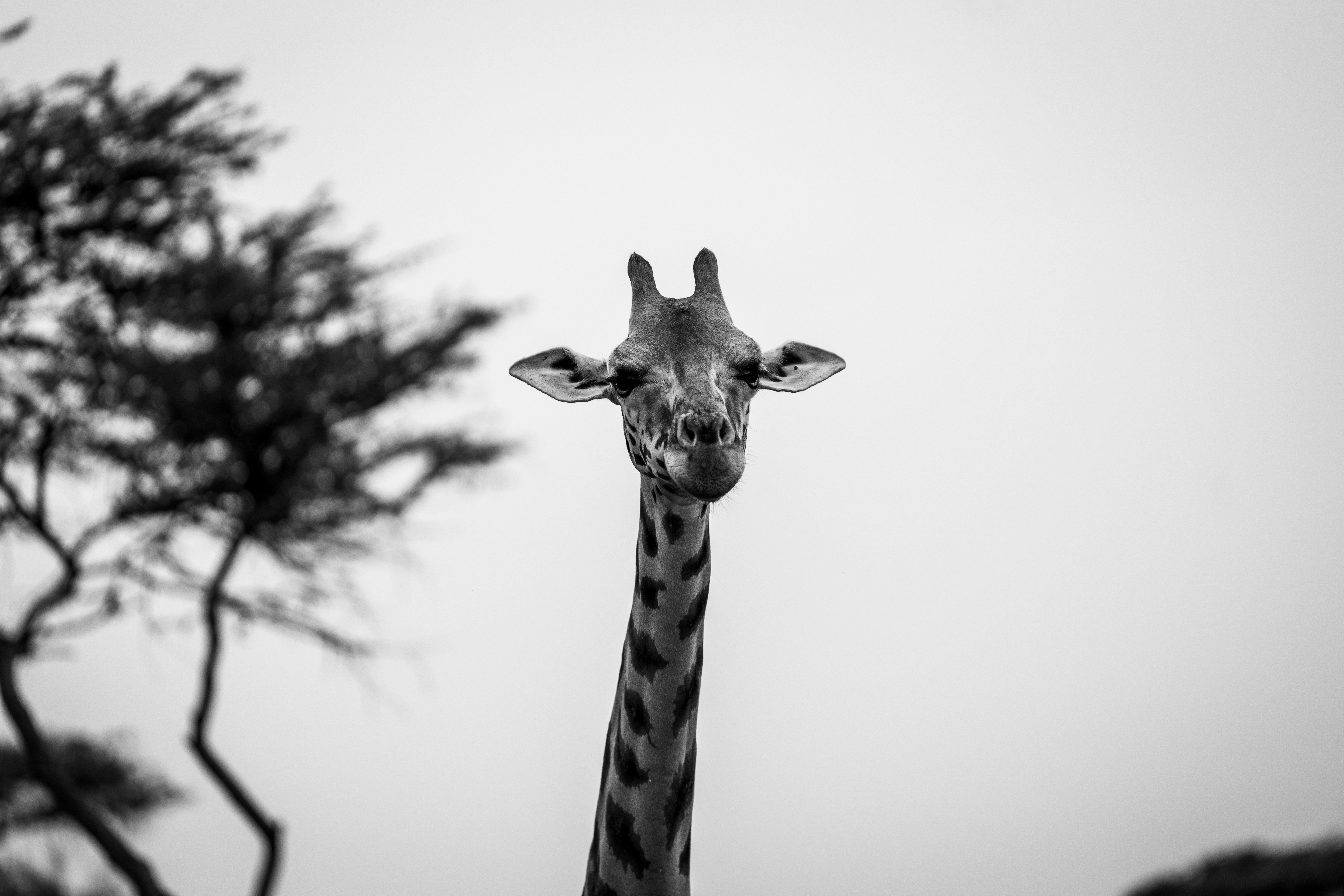 Giraffe Portrait: A Long Look into the Quiet Sky