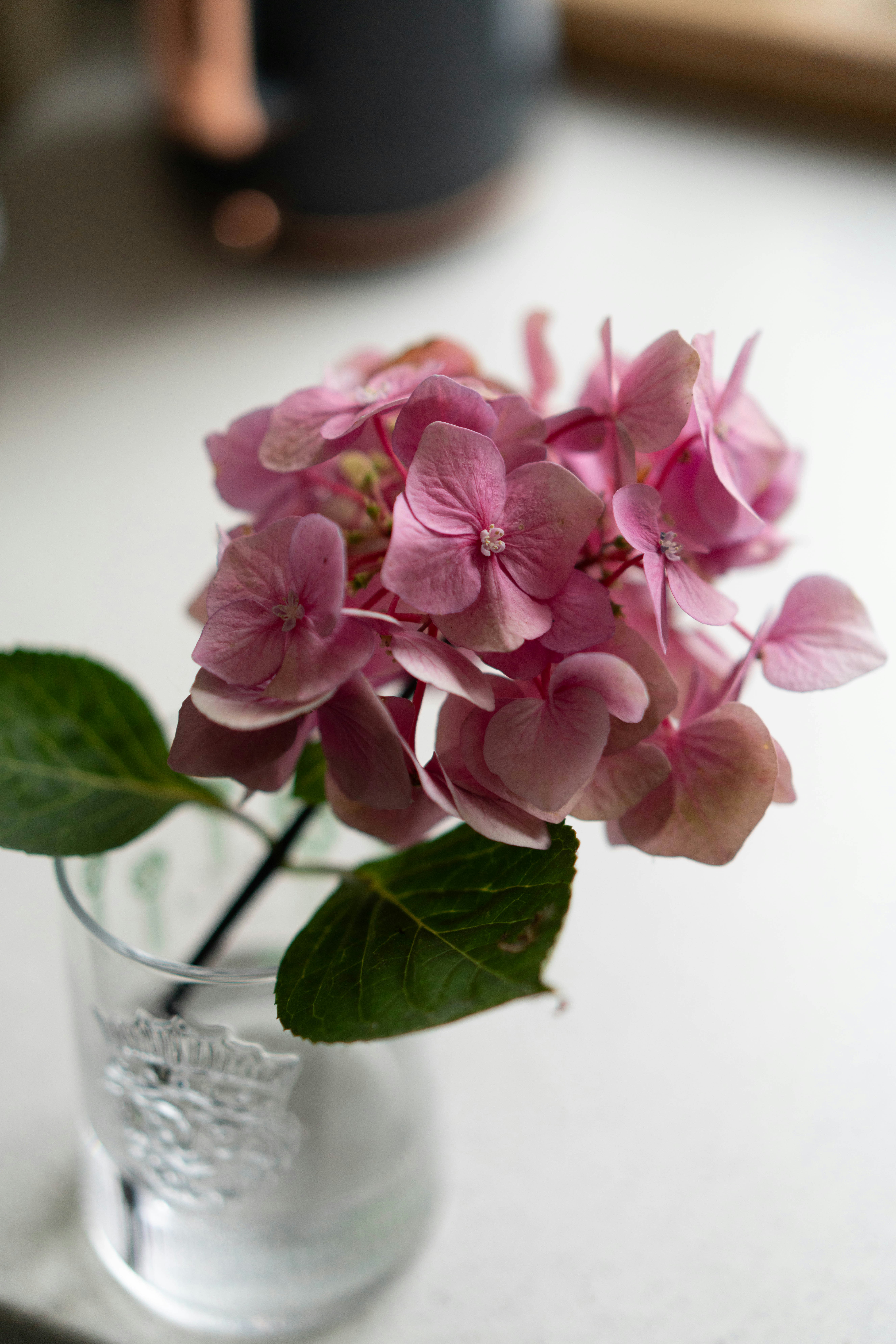 Pink Hydrangea Moment on a Quiet Counter