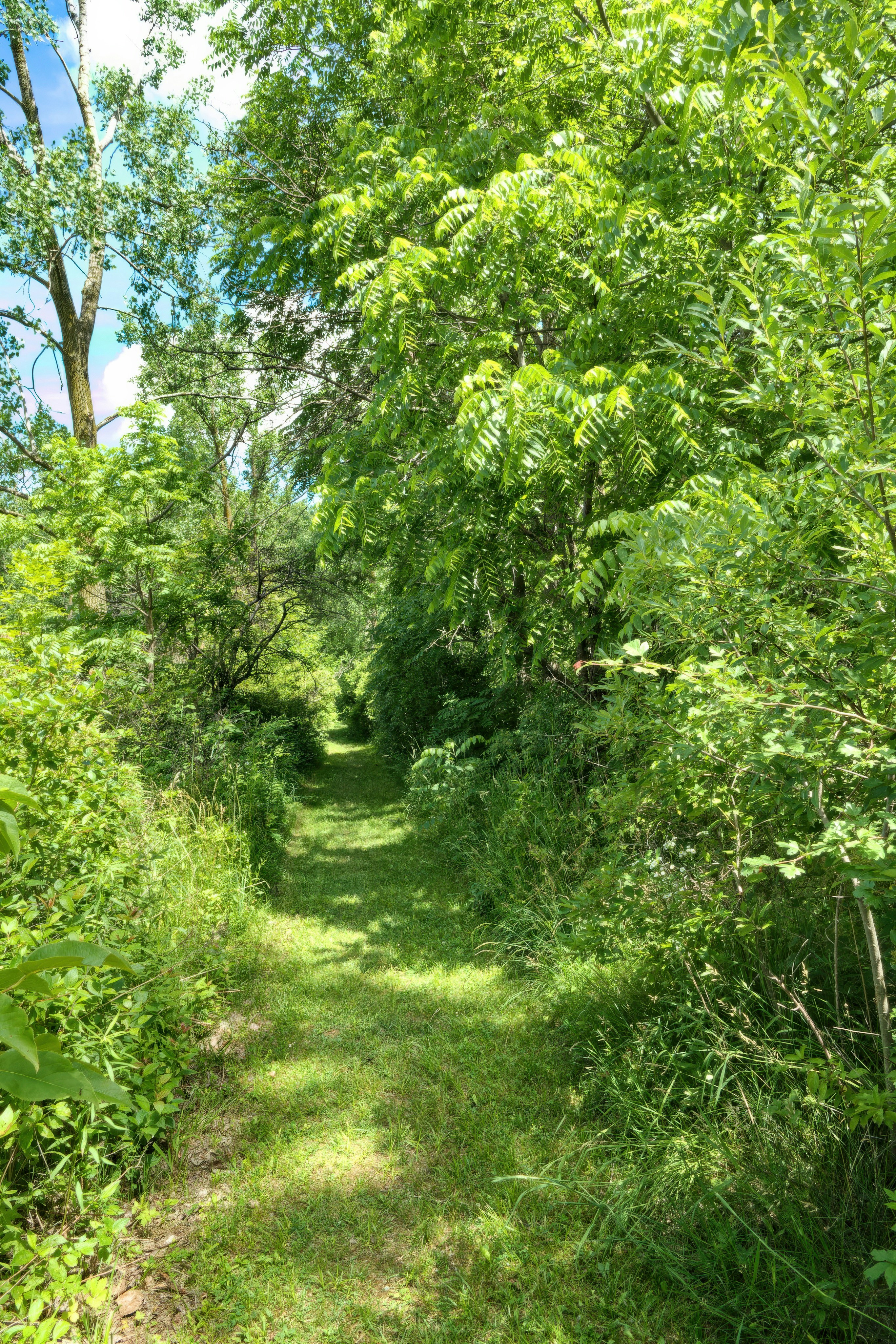 Sunlit Path Through a Lush Green Corridor