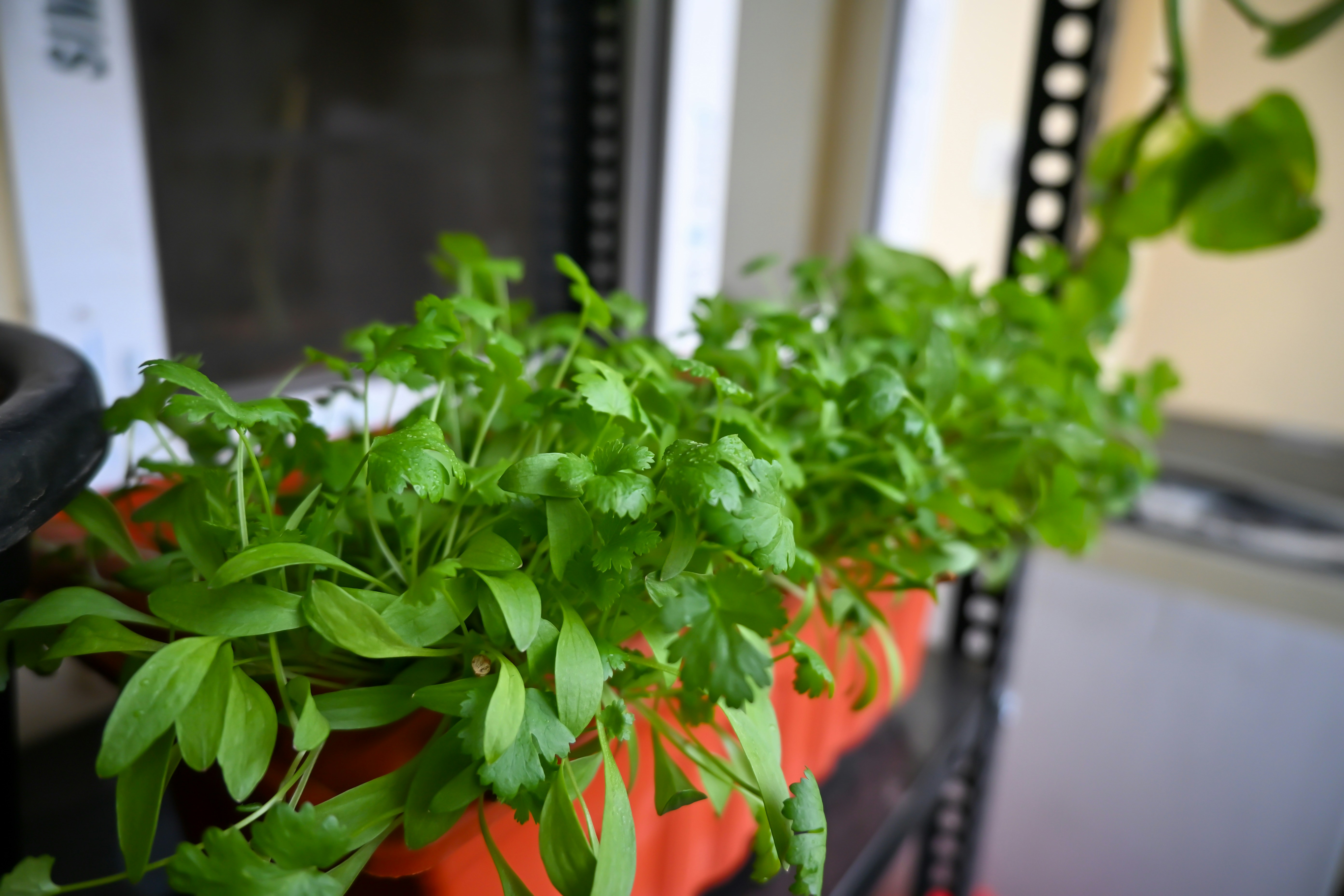 Verdant Balcony Greens: Tomatoes and Parsley in Focus