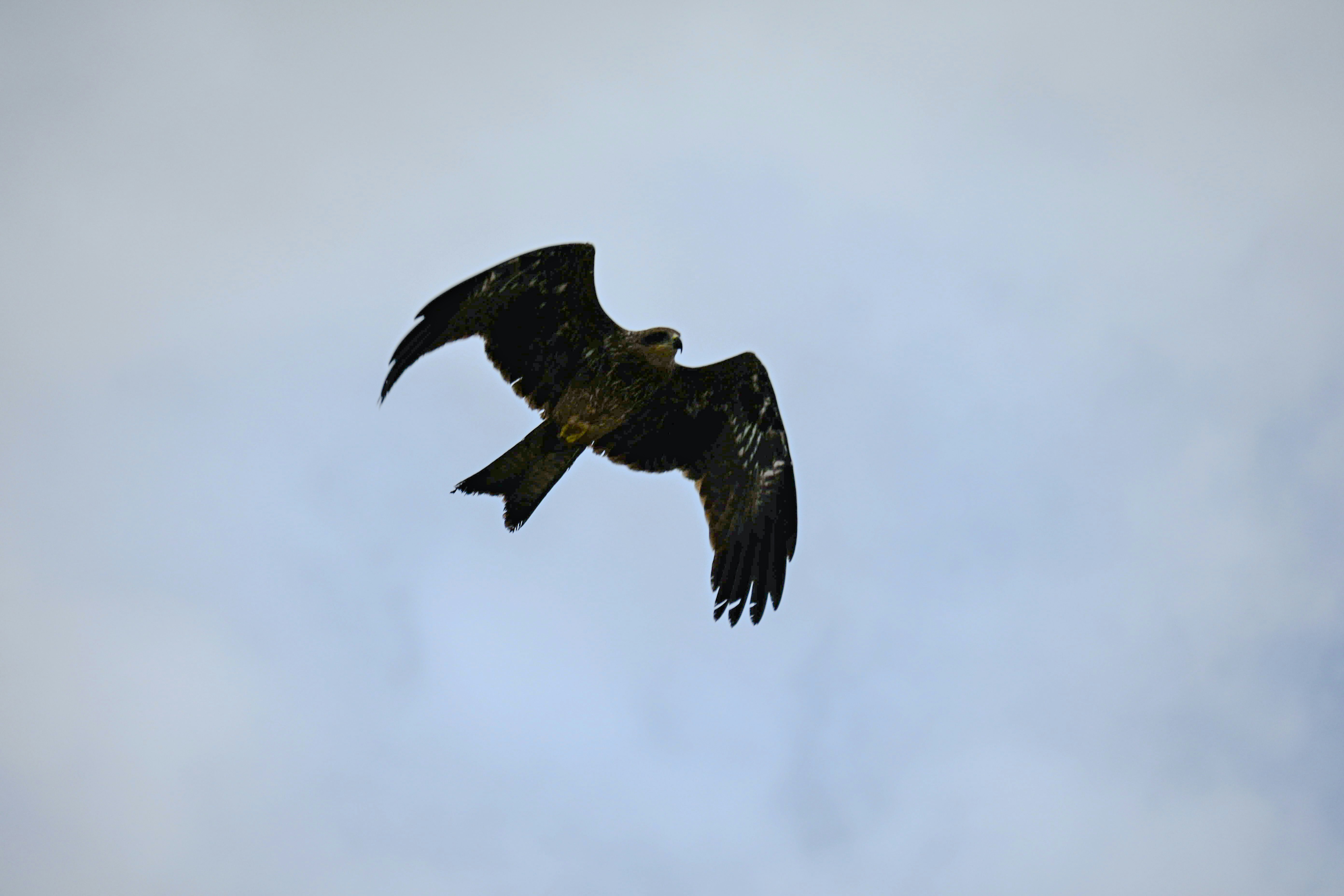 Winged Silhouette in Open Sky